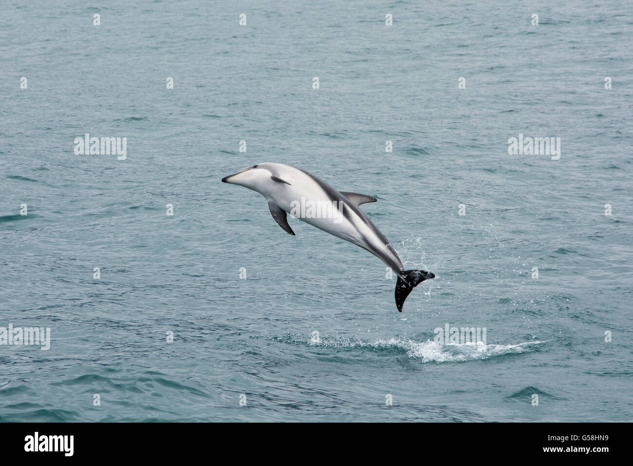 Dusky Dolphin jumping in the Pacific Ocean near Kaikoura in New Zealand ...
