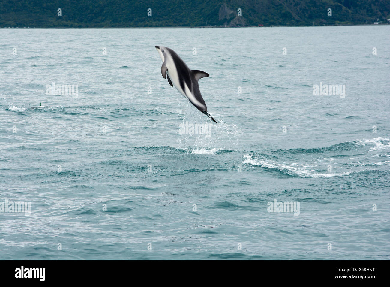 Dusky Dolphin jumping in the Pacific Ocean near Kaikoura in New Zealand ...