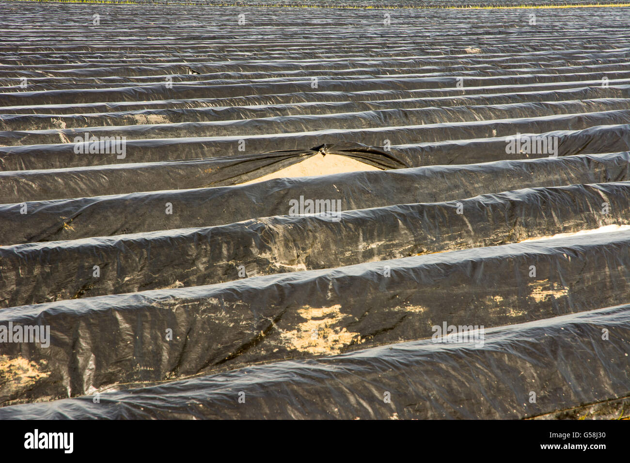 Field vegetable covered plastic agriculture hi-res stock photography ...