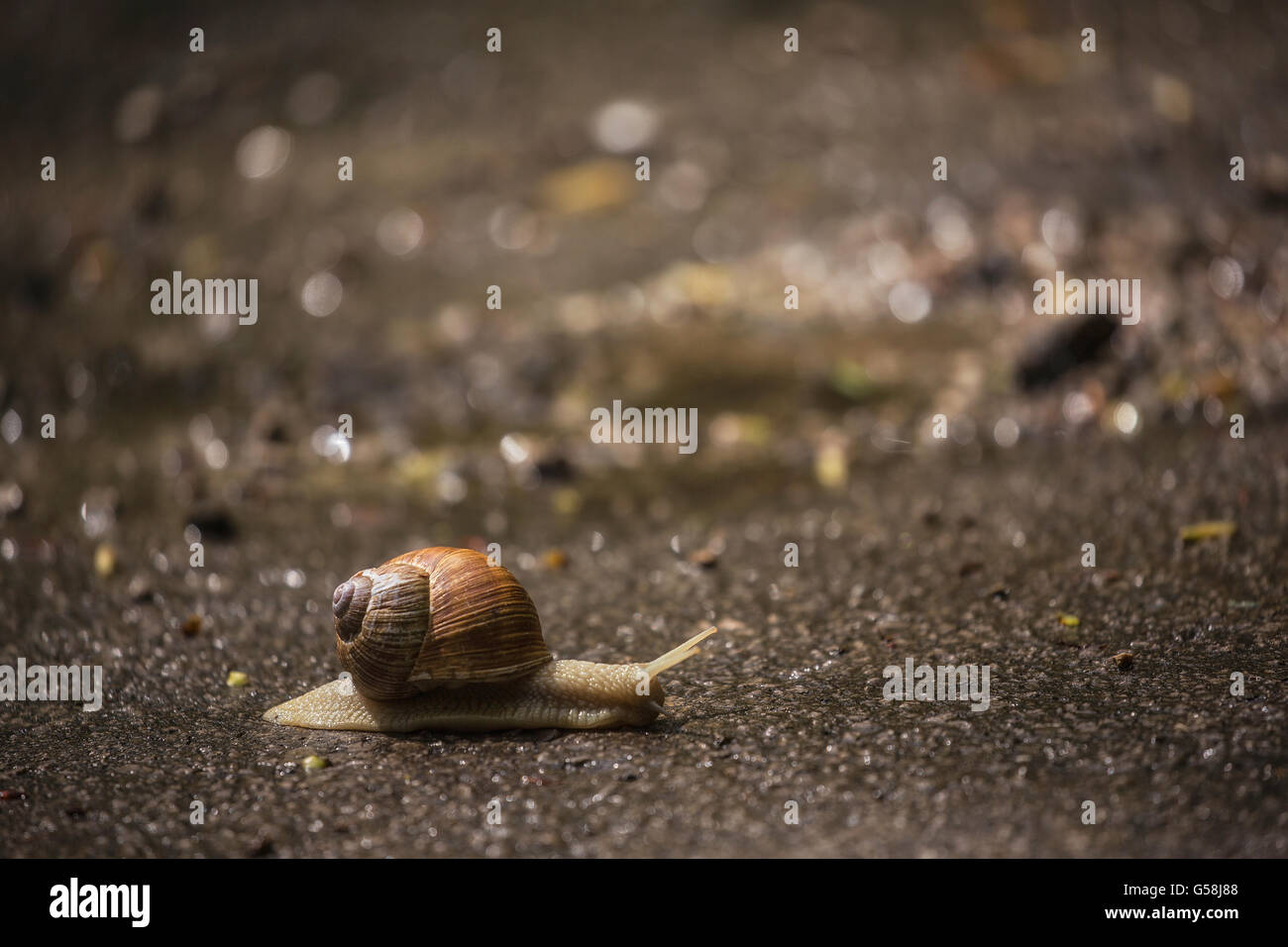 Big snail is on the road Stock Photo - Alamy