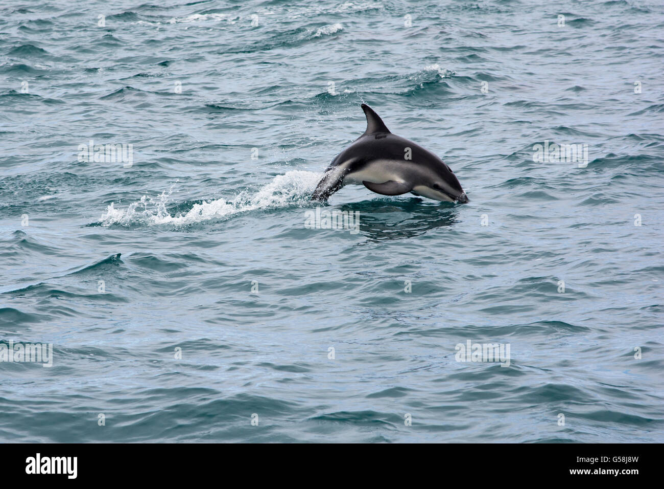 Dusky Dolphin jumping in the Pacific Ocean near Kaikoura in New Zealand ...