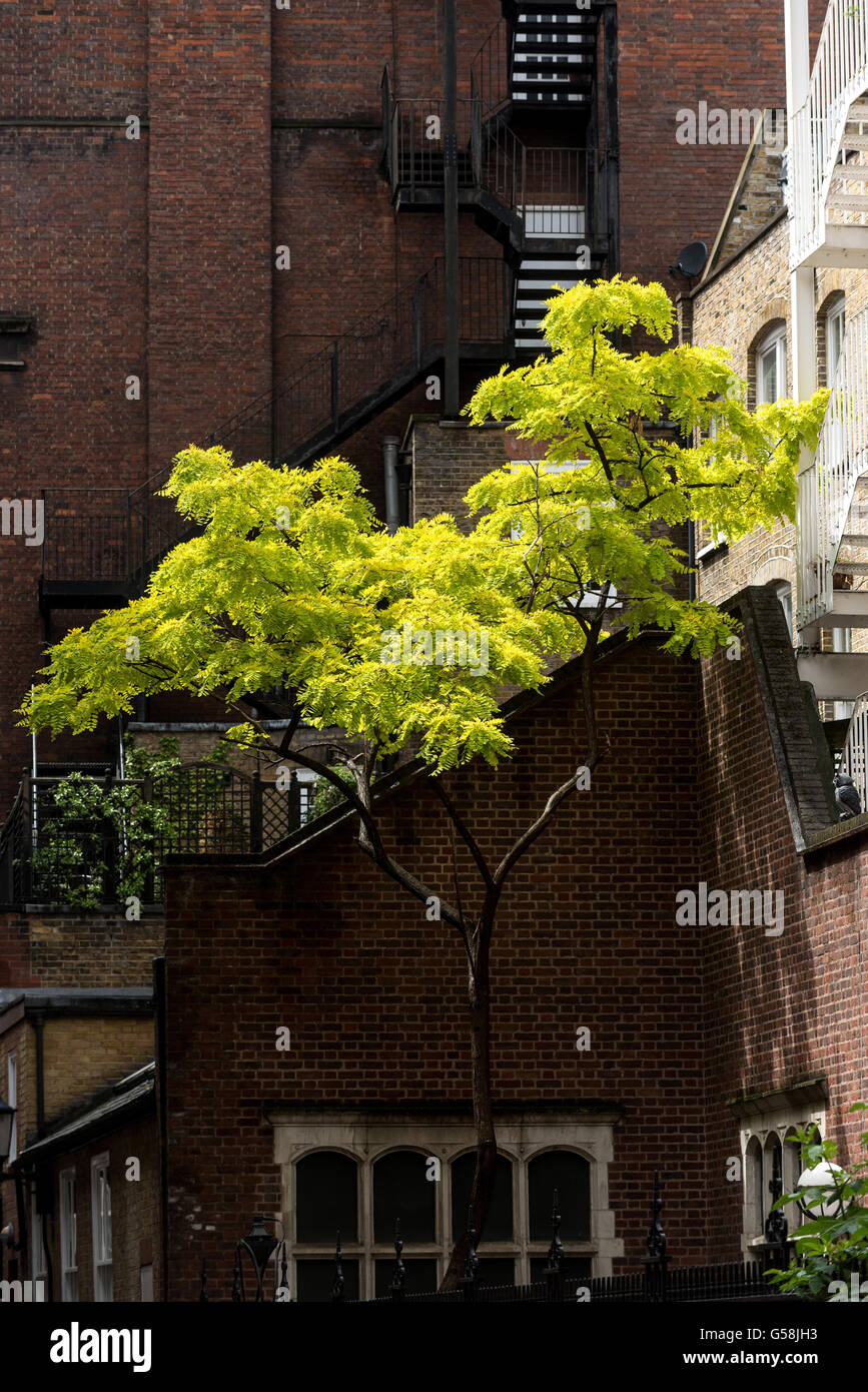 An urban tree glowing in central London Stock Photo - Alamy