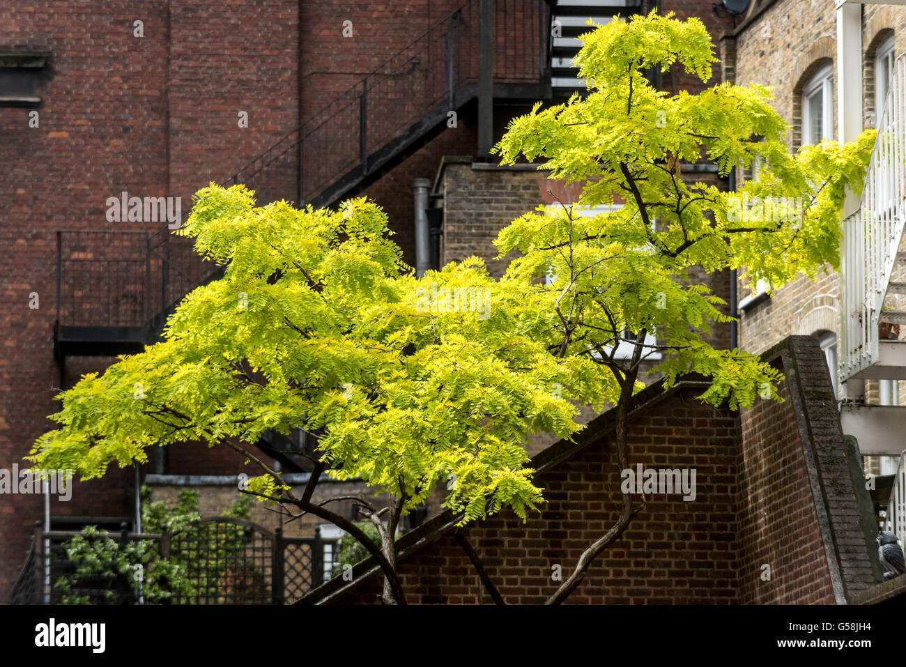 An urban tree glowing in central London Stock Photo - Alamy
