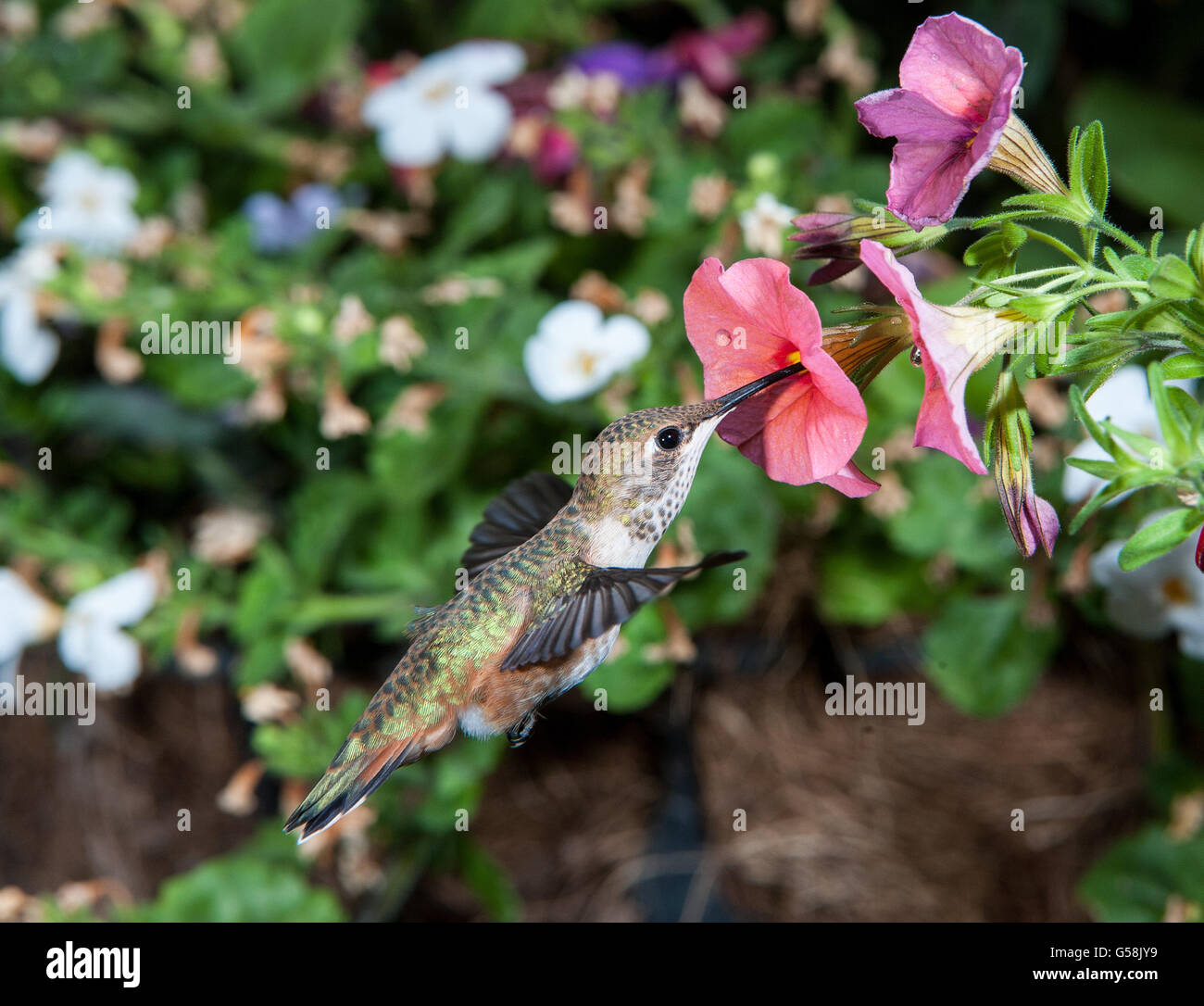Female Rufous Hummingbird (Selasphorus rufus) feeding at a Petunia ...