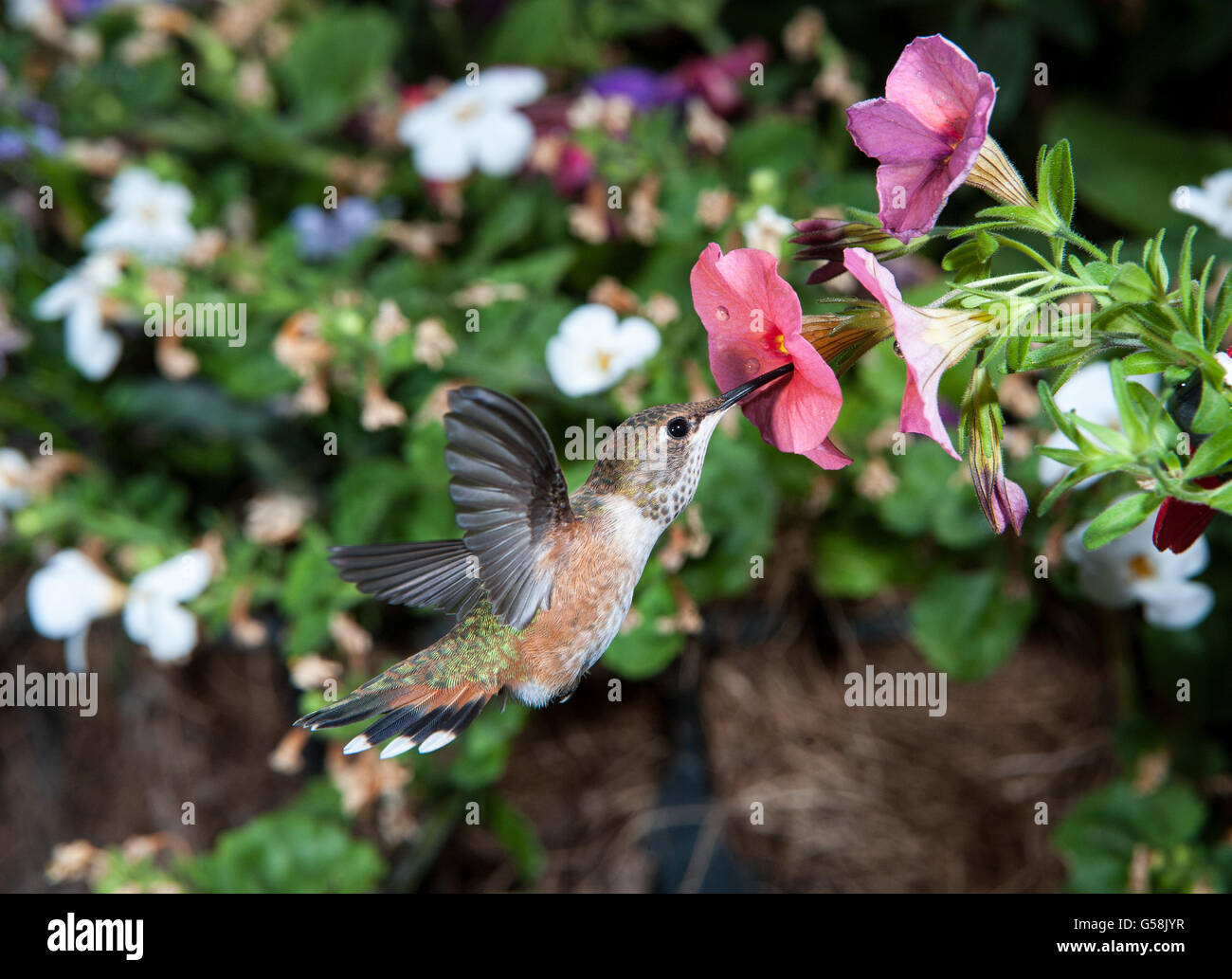 Female Rufous Hummingbird (Selasphorus rufus) feeding at a Petunia ...