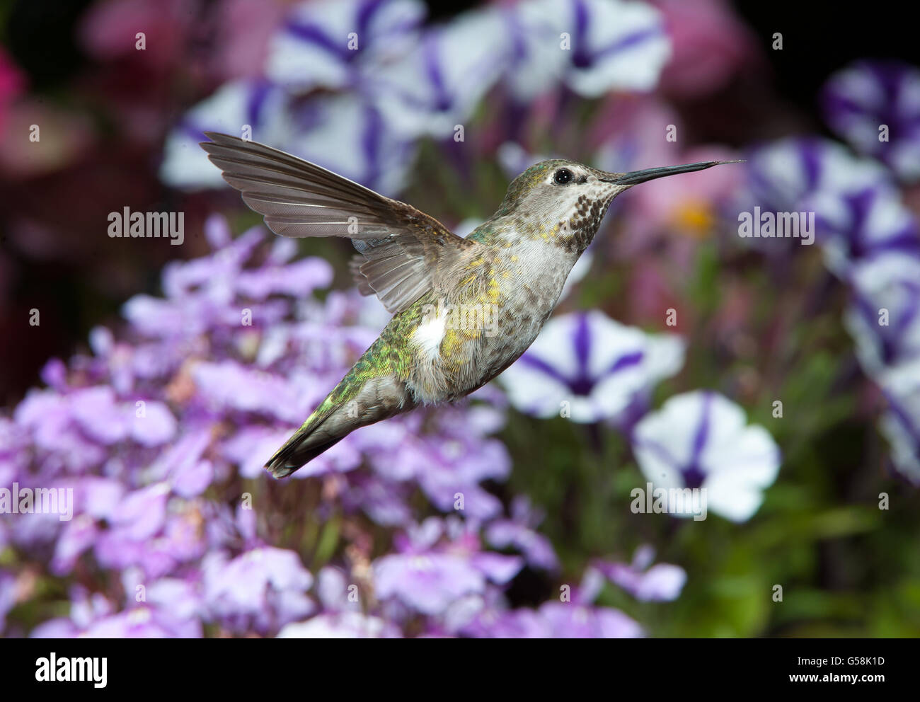Female Anna's Hummingbird (Calypte anna) in flight Stock Photo - Alamy