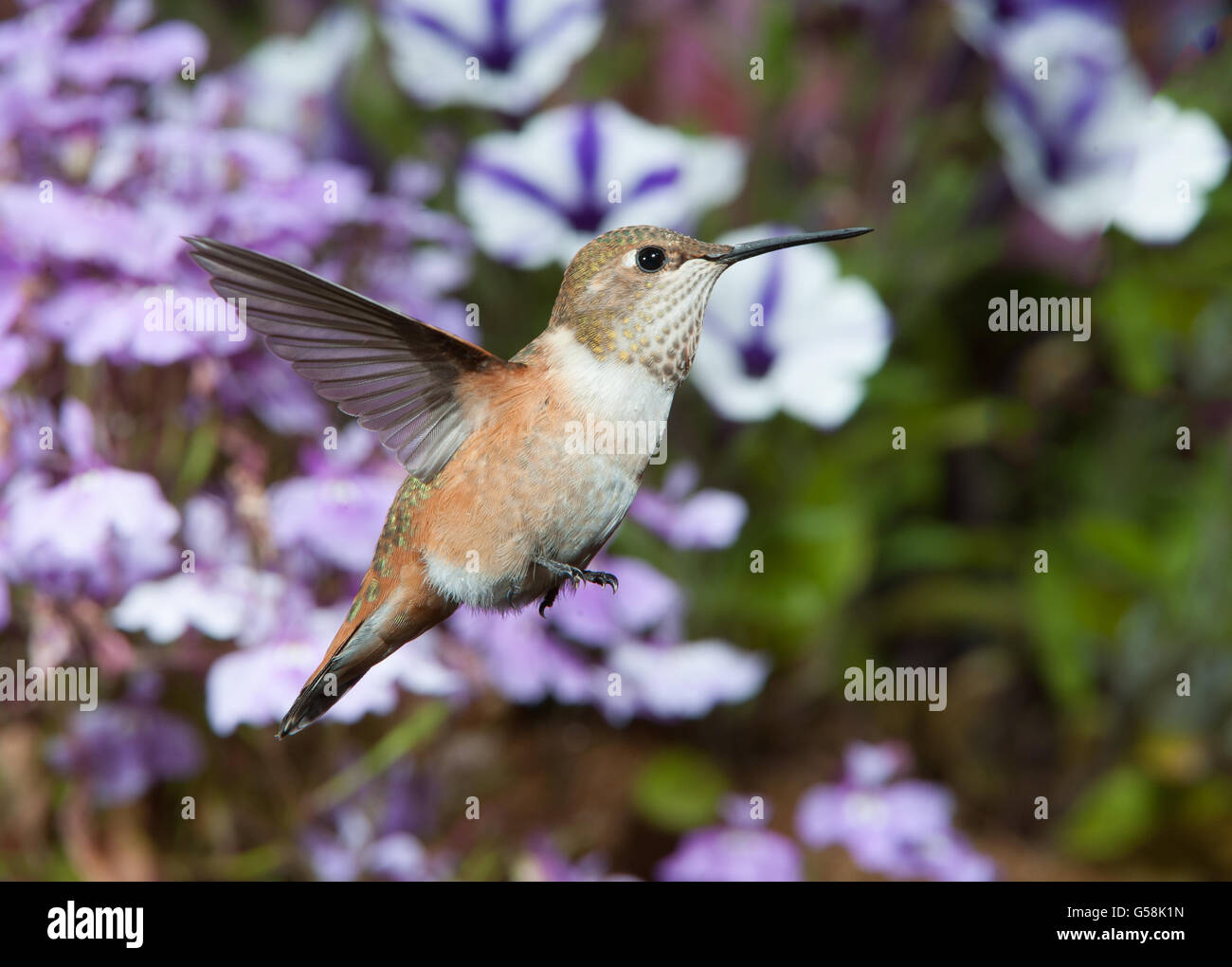 Female Rufous Hummingbird (Selasphorus rufus) feeding Stock Photo - Alamy