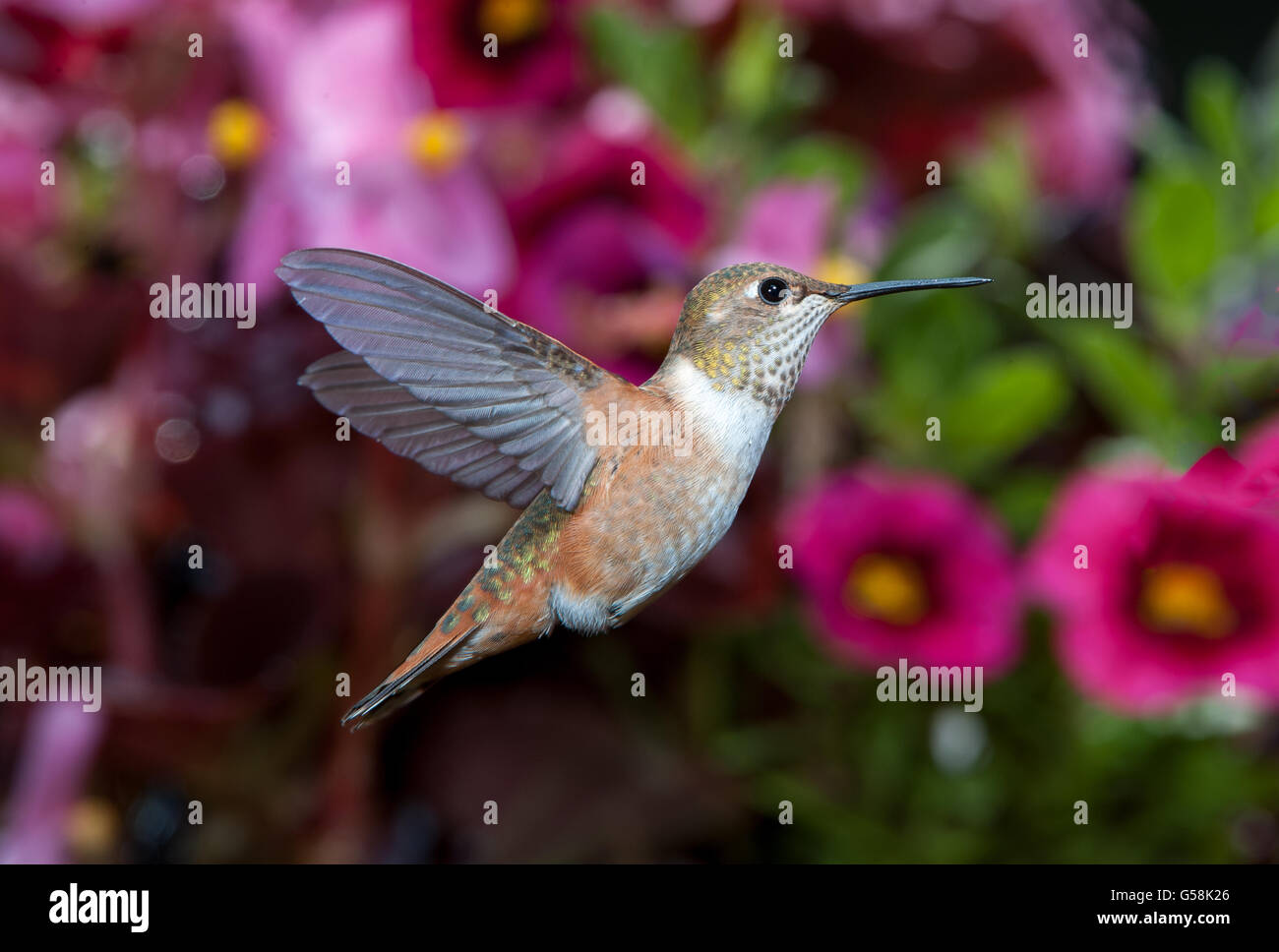 Female Rufous Hummingbird (Selasphorus rufus) in flight Stock Photo - Alamy