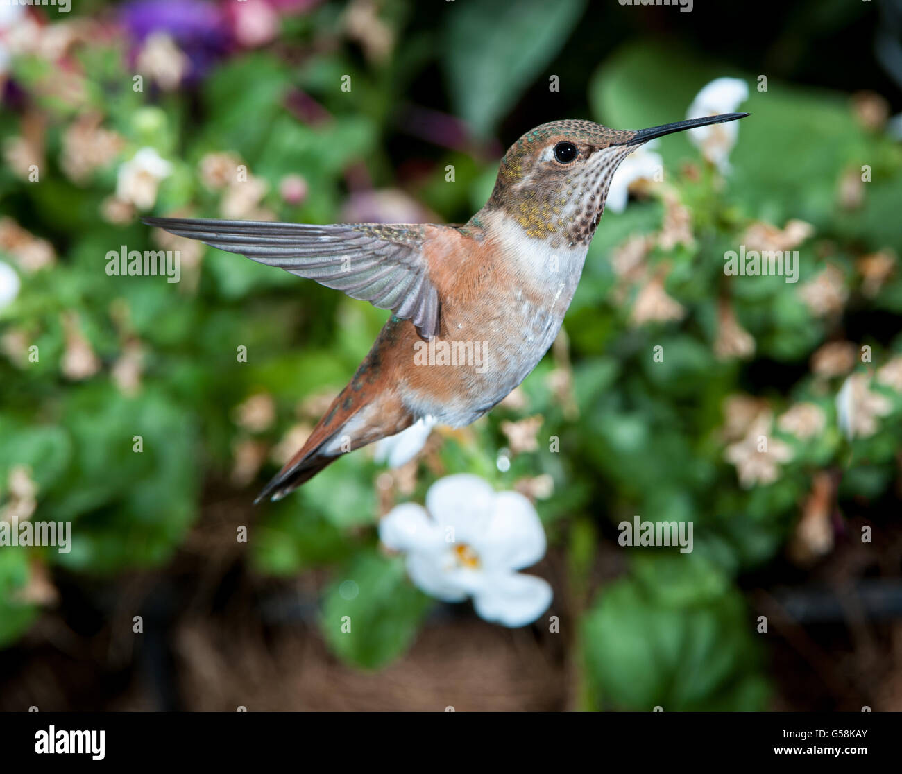 Female Rufous Hummingbird (Selasphorus rufus) in flight Stock Photo - Alamy