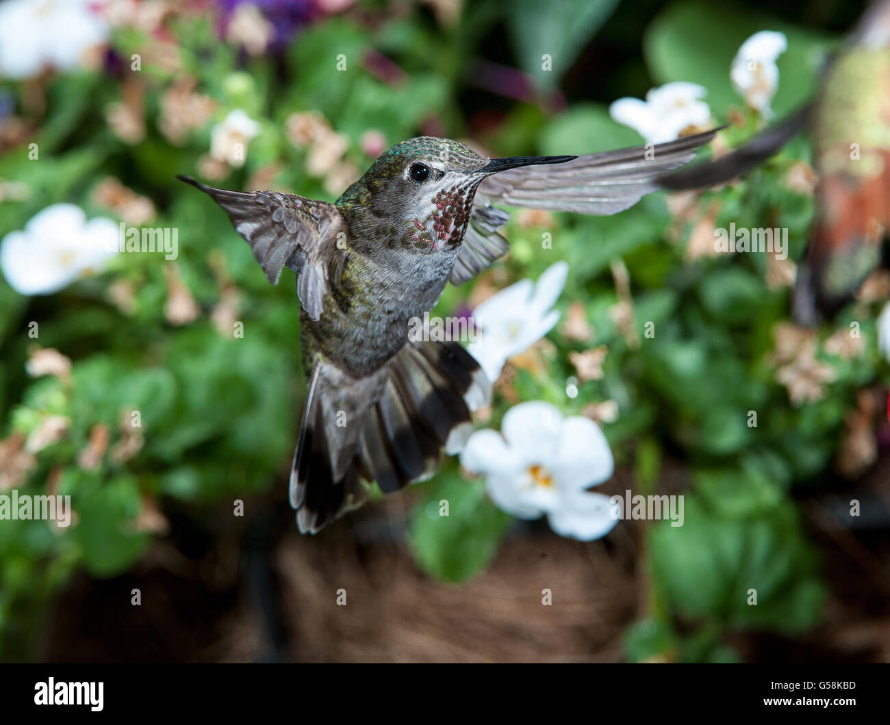 Female anna hummingbird hi-res stock photography and images - Alamy