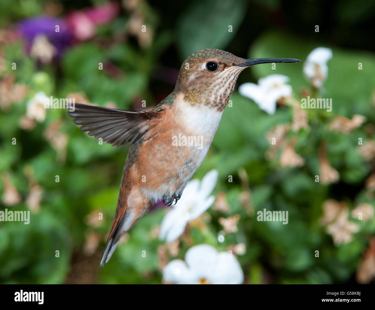 Female Rufous Hummingbird (Selasphorus rufus) in flight Stock Photo - Alamy