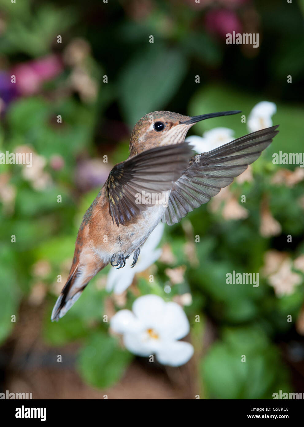 Female Rufous Hummingbird (Selasphorus rufus) in flight Stock Photo - Alamy
