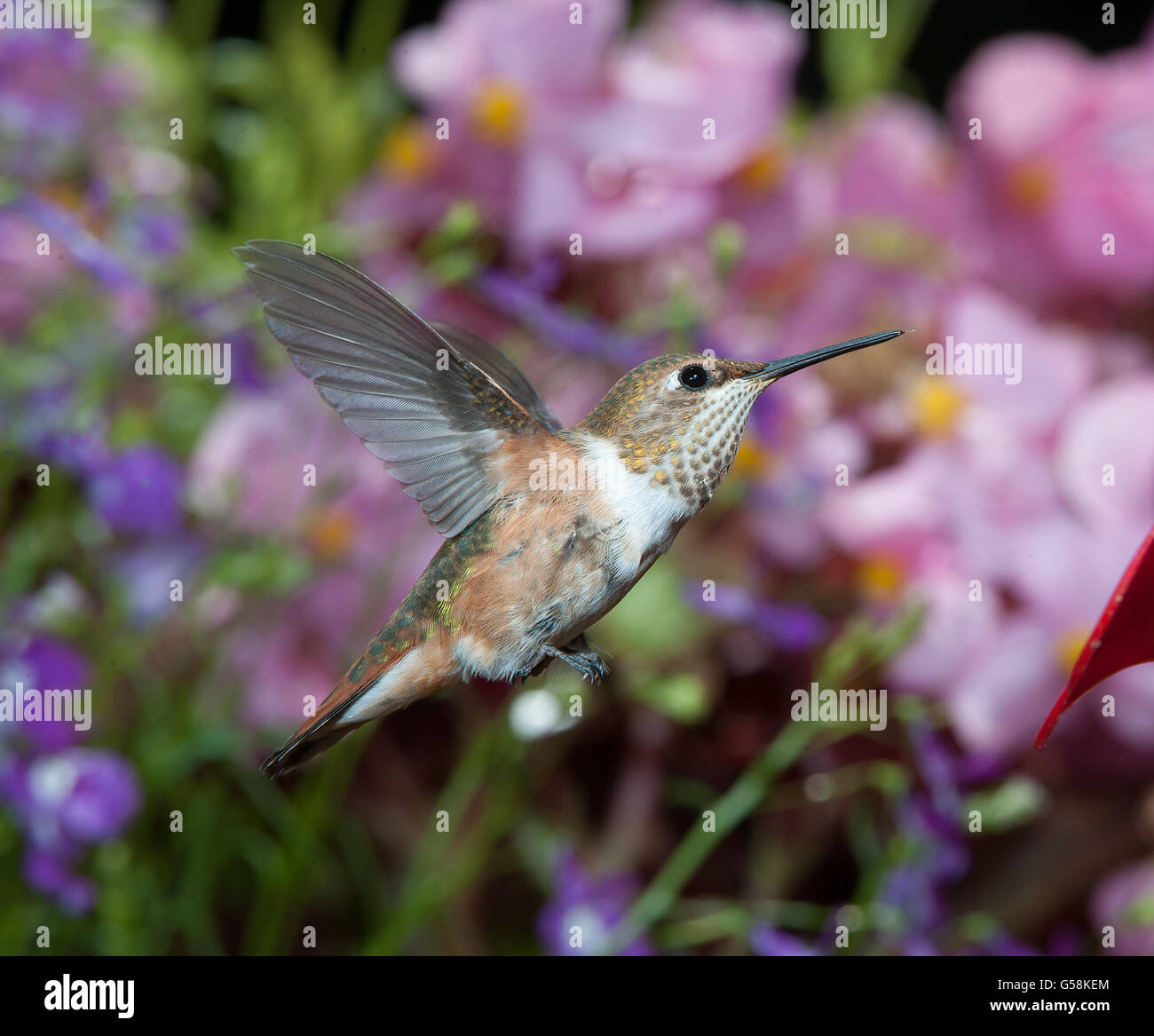 Female Rufous Hummingbird (Selasphorus rufus) in flight Stock Photo - Alamy
