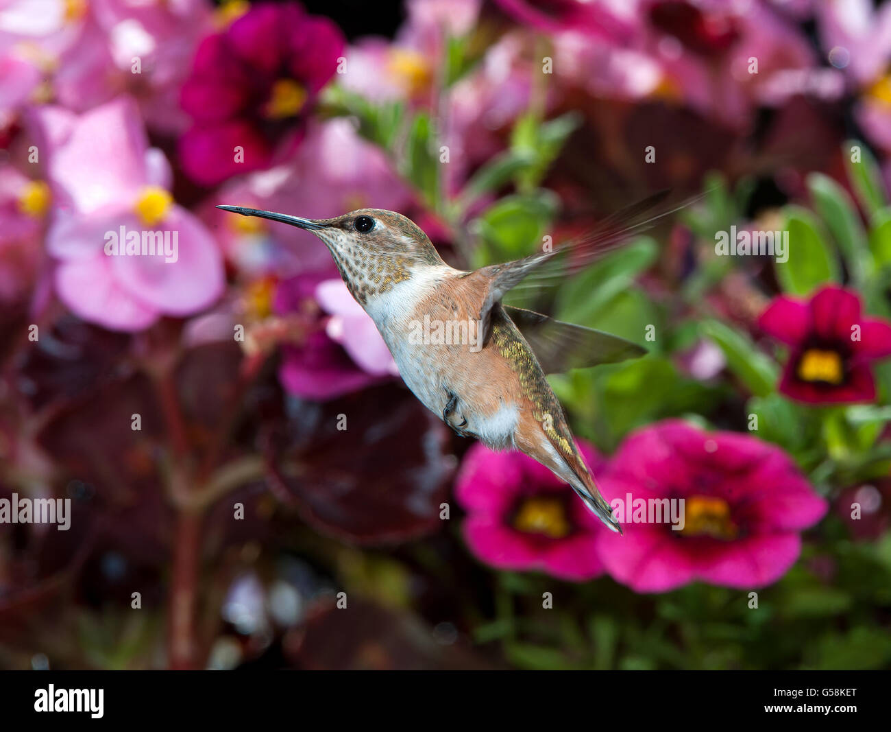 Female rufous hummingbird hi-res stock photography and images - Alamy