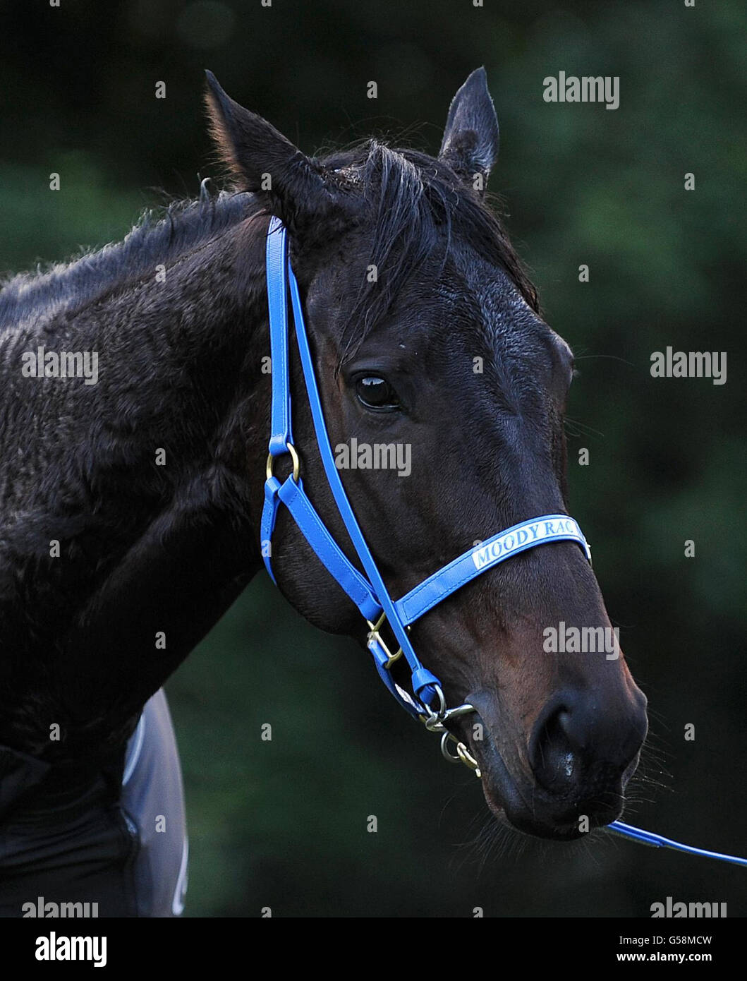 Black caviar horse hi-res stock photography and images - Alamy