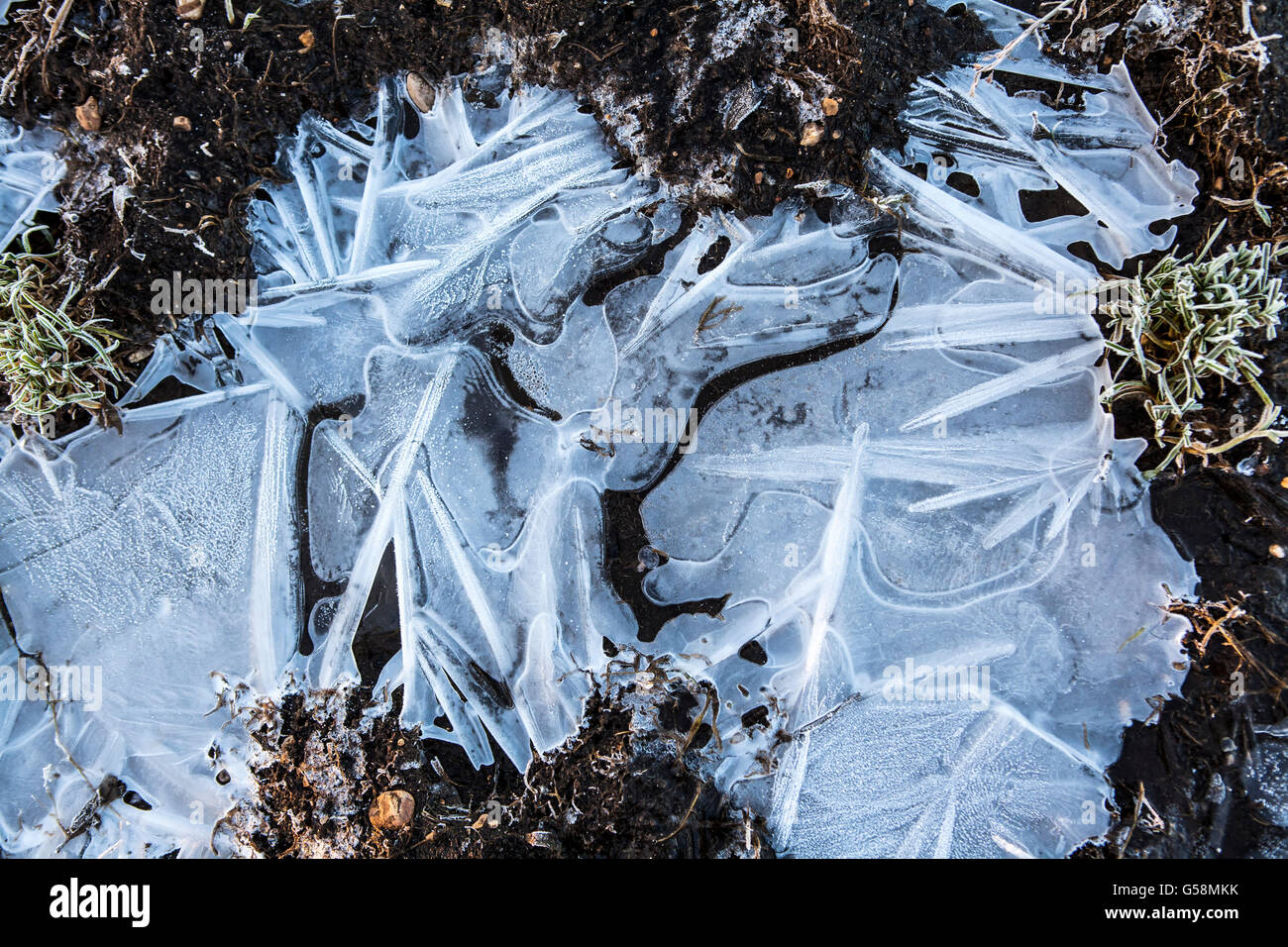 Ice Patterns in Frozen Puddles Stock Photo - Alamy