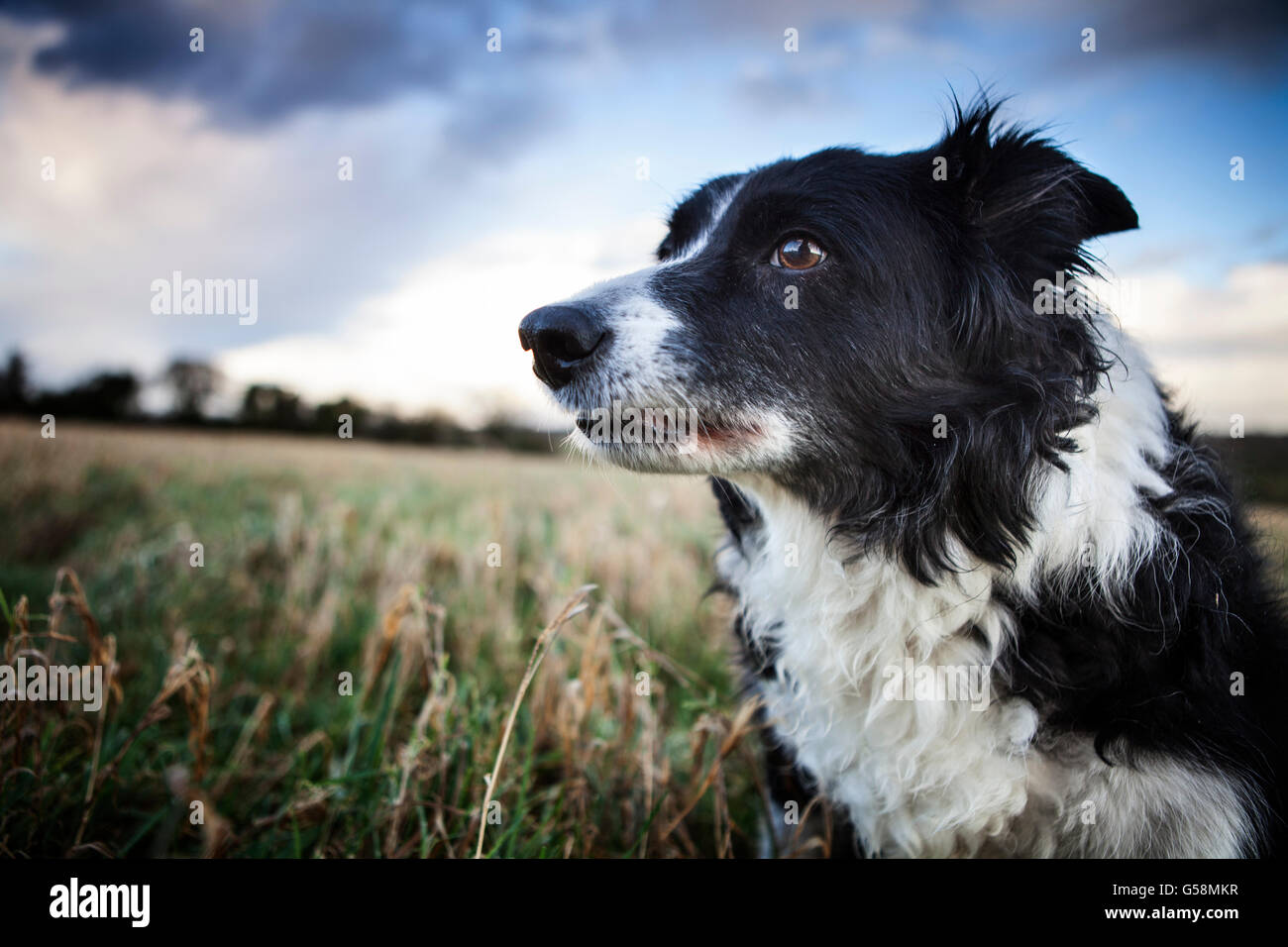 Old Collie Dog Stock Photo - Alamy