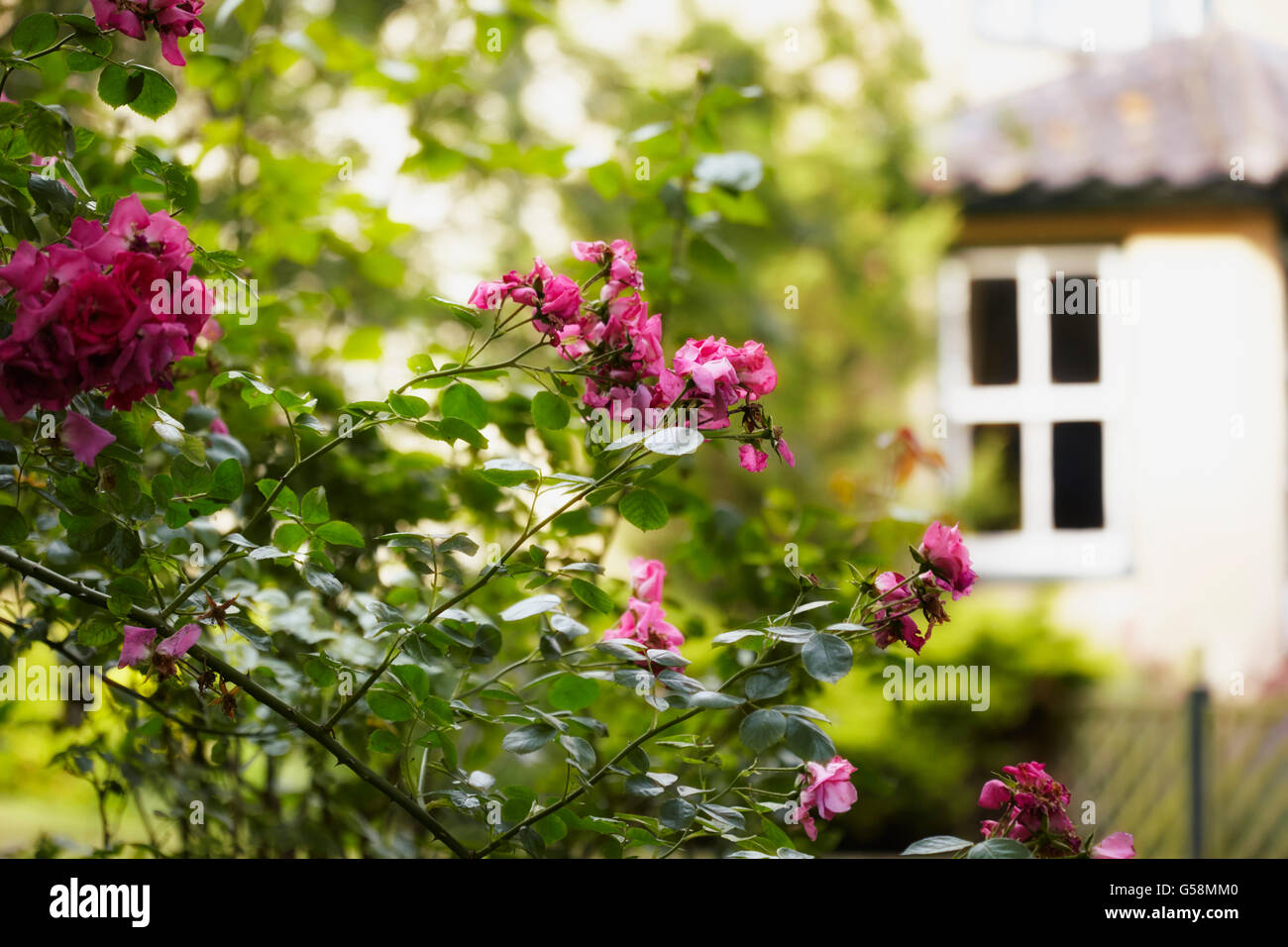 Pink roses in an English cottage garden Stock Photo - Alamy