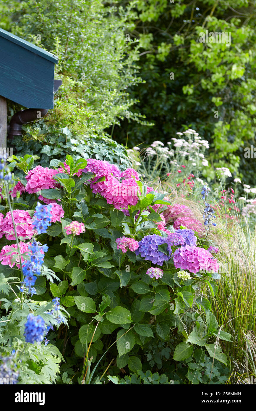 Hydrangeas in an English country garden Stock Photo - Alamy