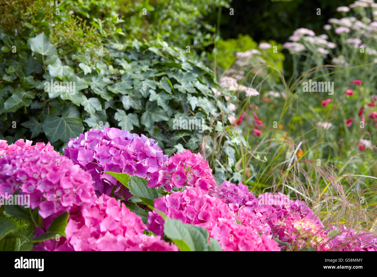 Summer flowers hydrangeas hi-res stock photography and images - Alamy