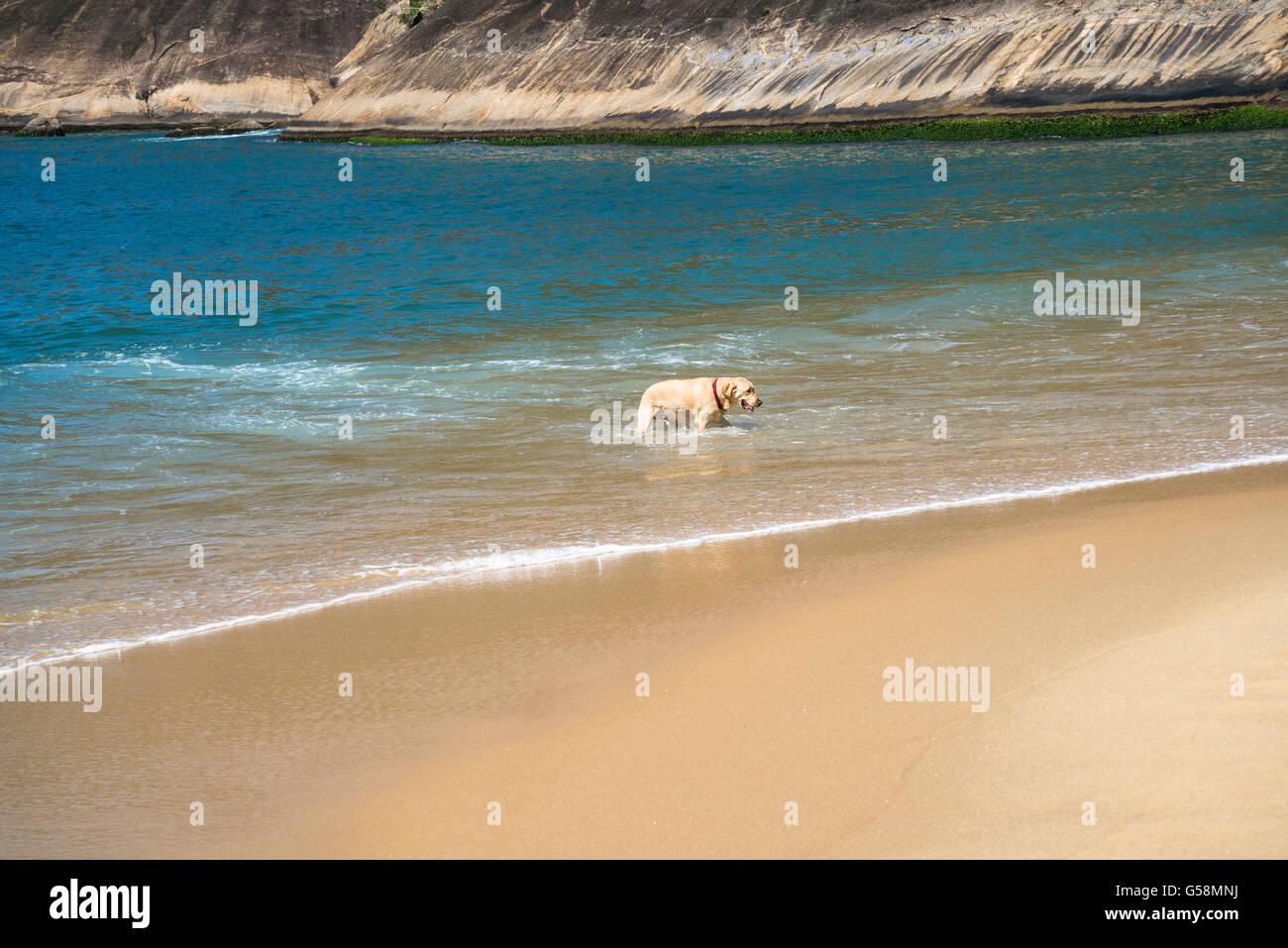 Labrador sea hi-res stock photography and images - Alamy