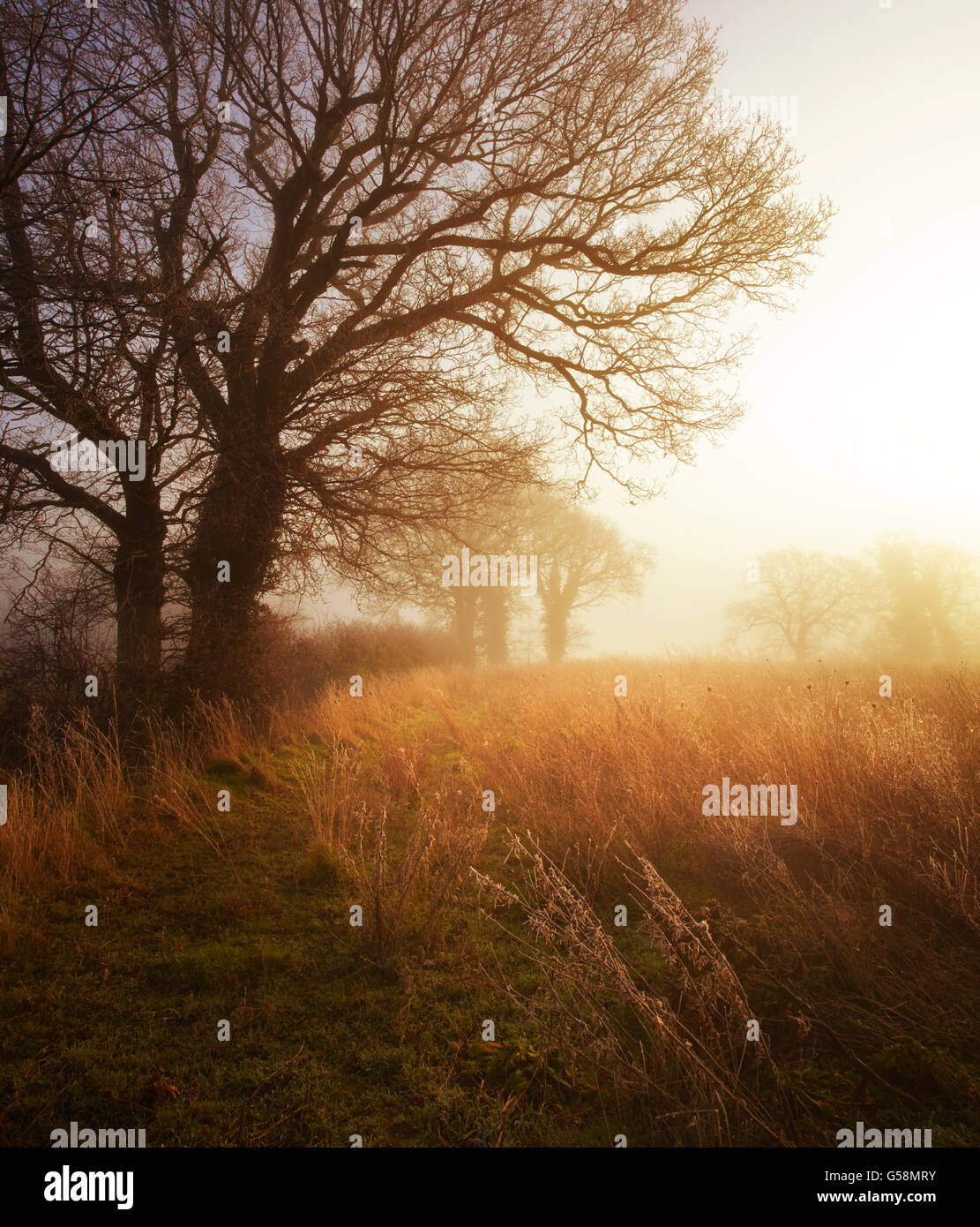 Oak tree trees hi-res stock photography and images - Alamy