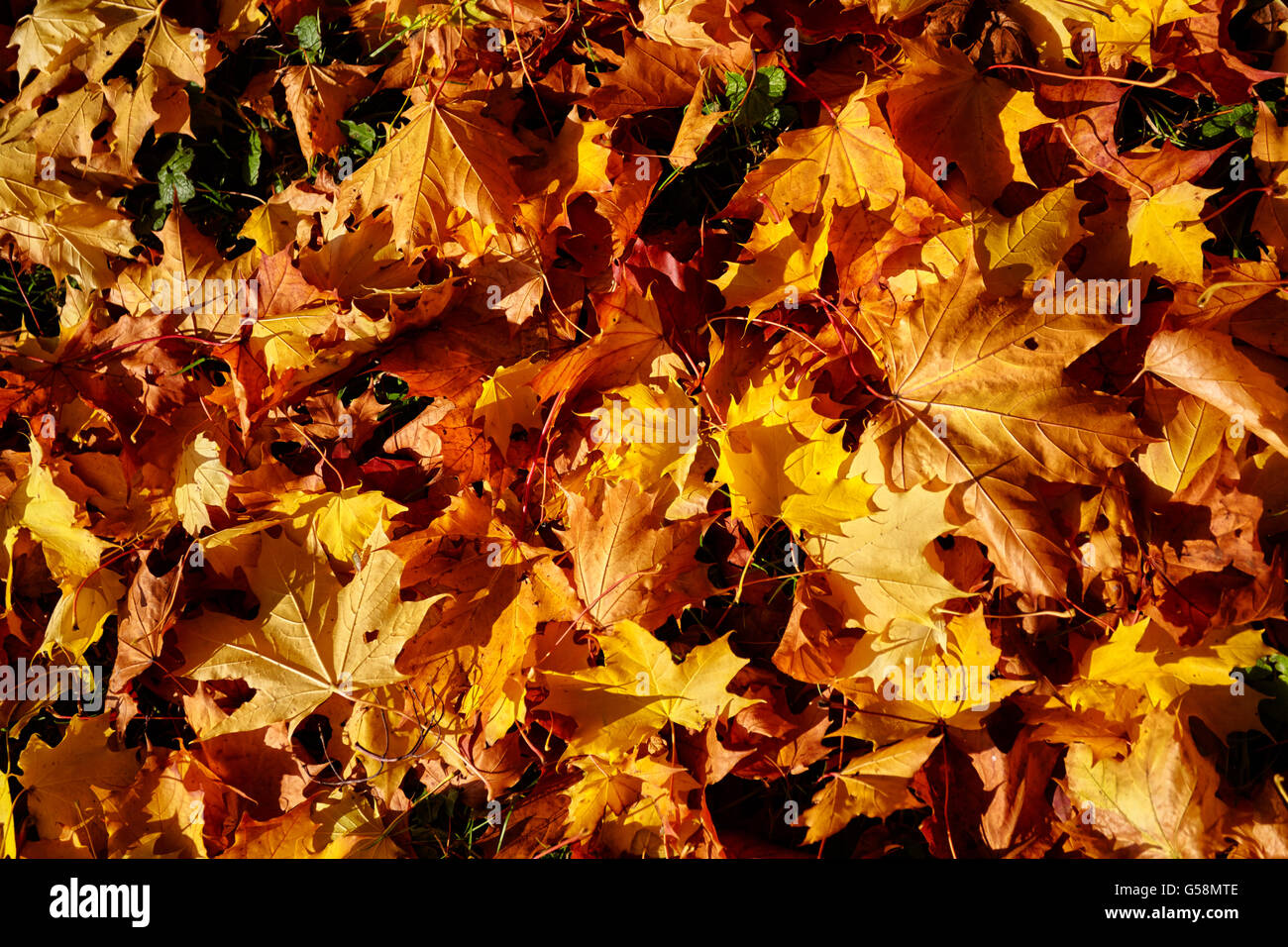 Colourful Autumn Leaves Stock Photo - Alamy
