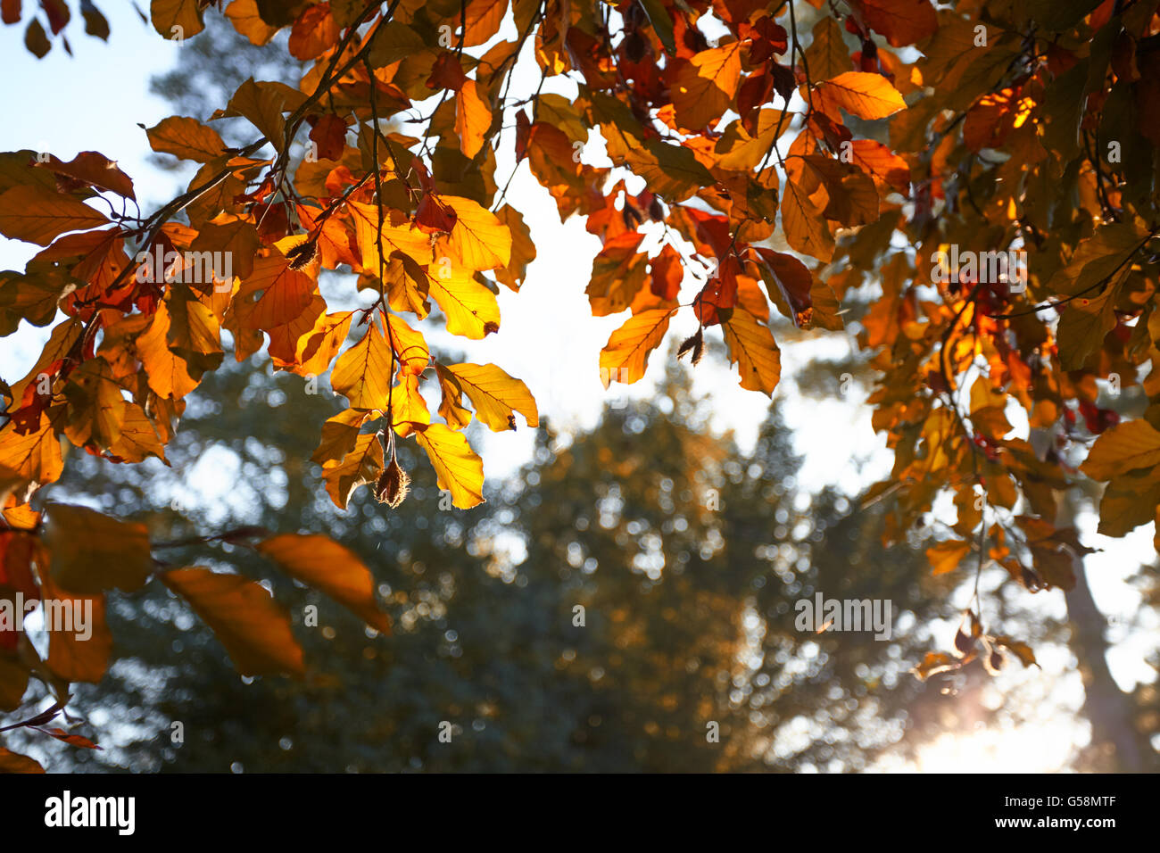 Colourful Autumn Leaves Stock Photo - Alamy