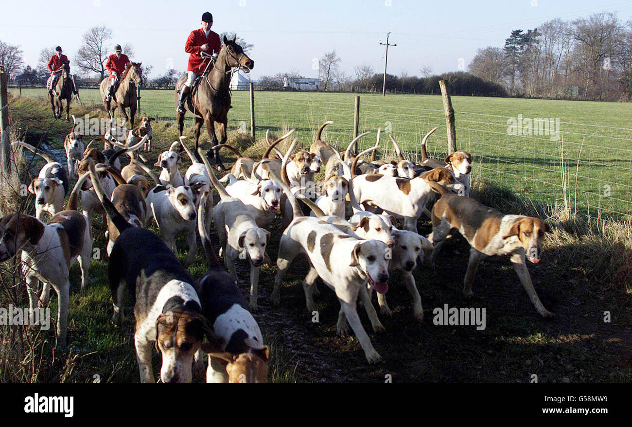 Essex Suffolk Hunt Fox Hounds High Resolution Stock Photography and ...