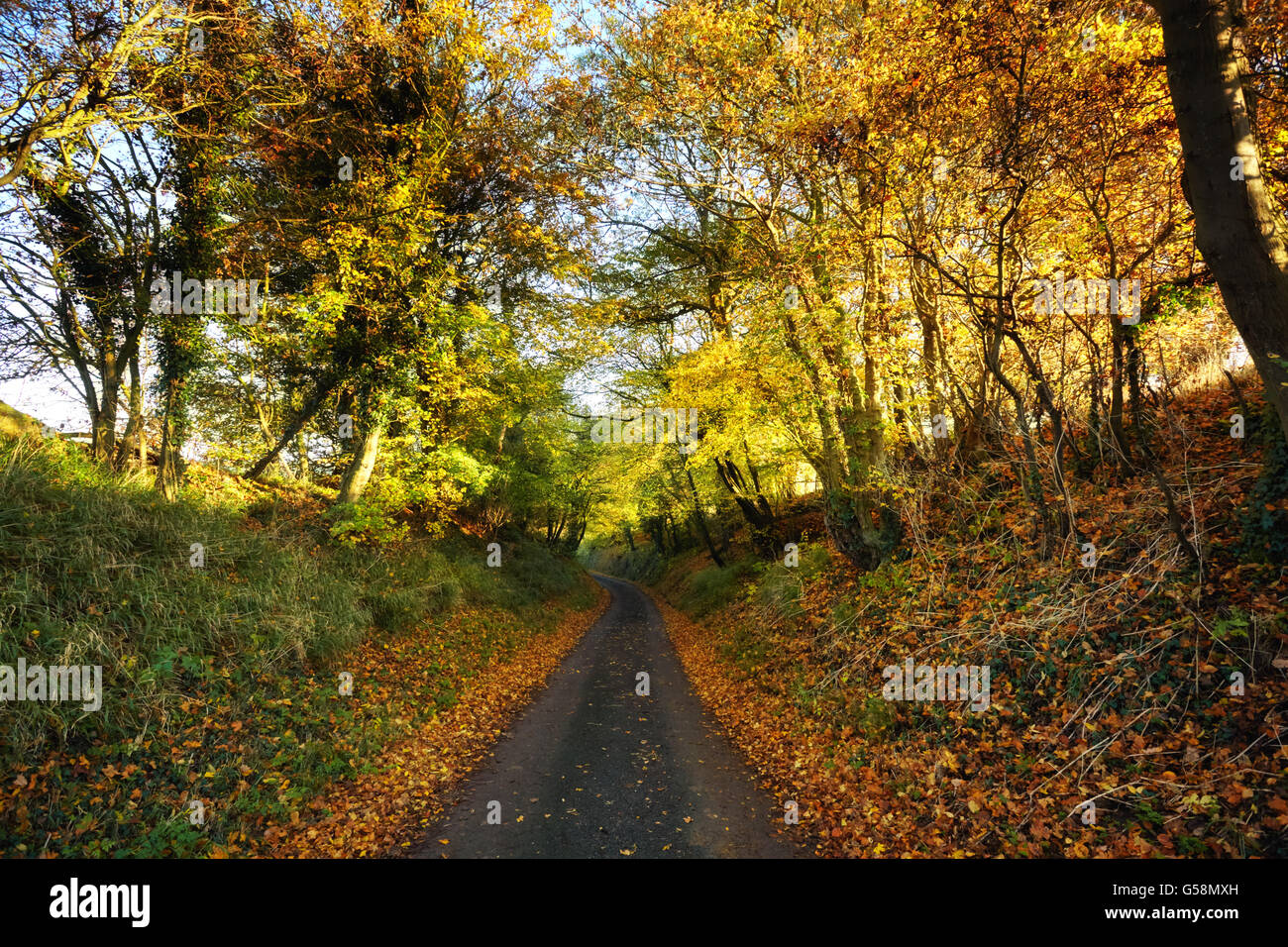 Trees in Autumn Stock Photo - Alamy
