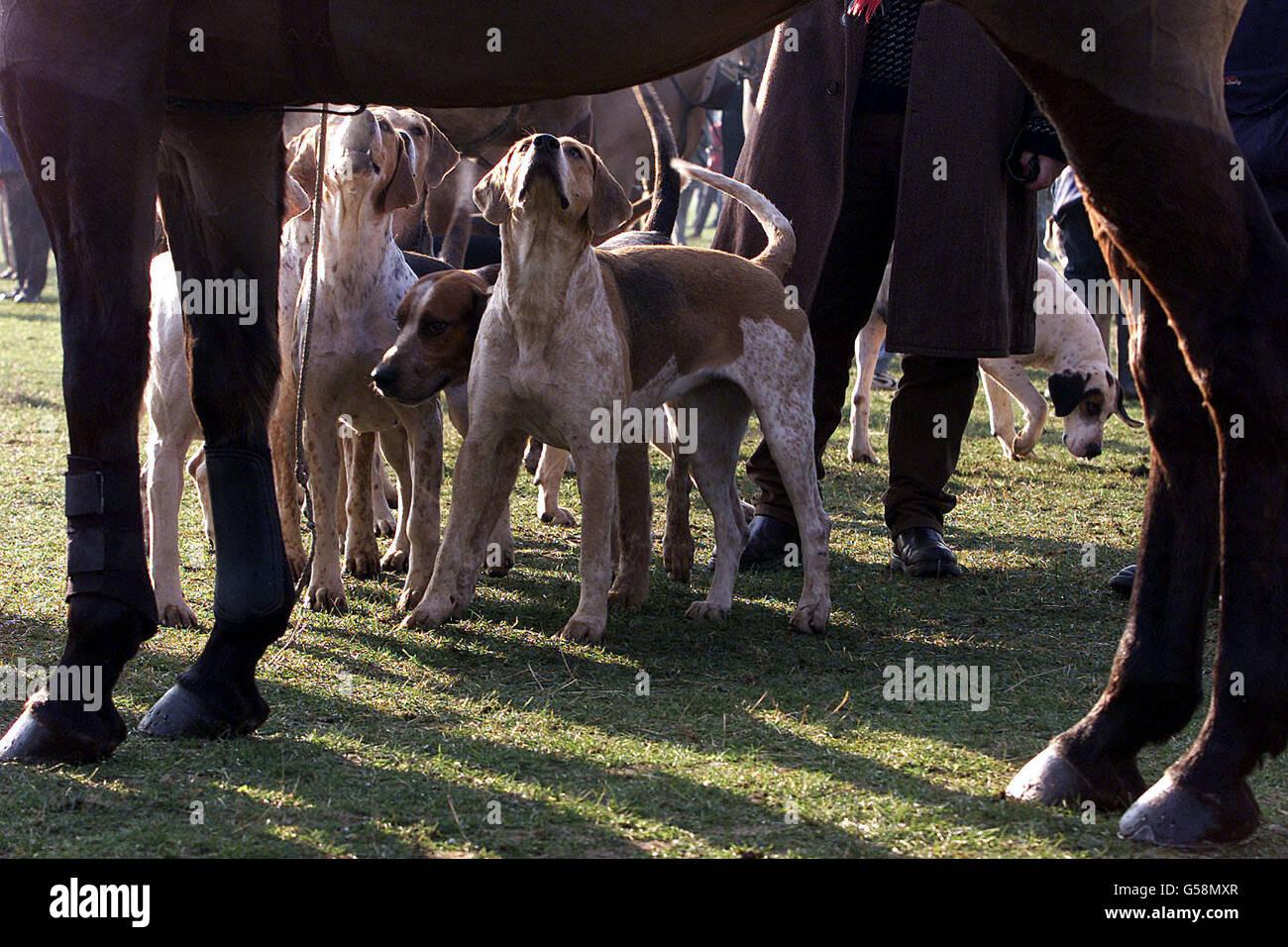 Suffolk fox hunt Stock Photo - Alamy