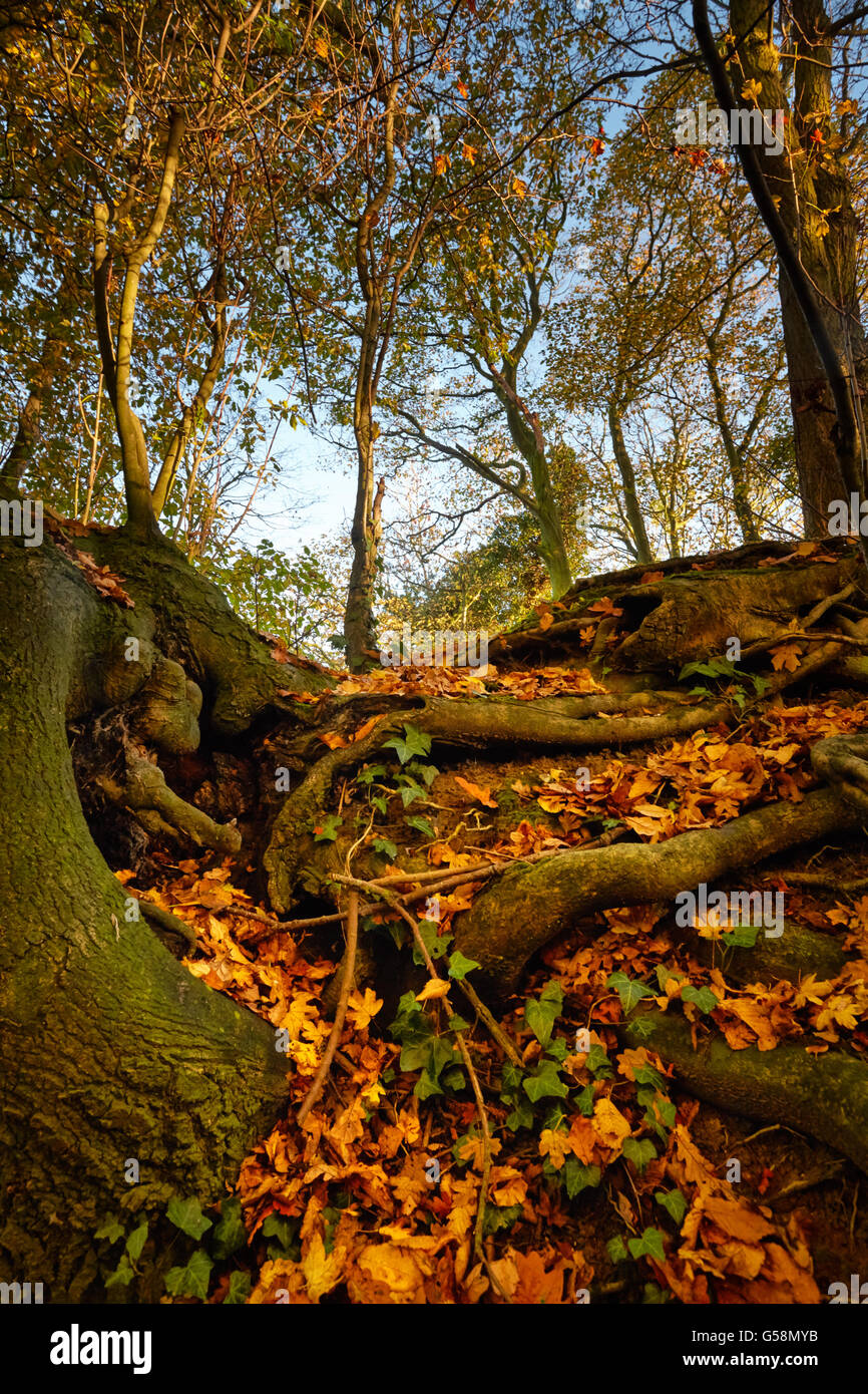 Tree trees autumn fall color hi-res stock photography and images - Alamy