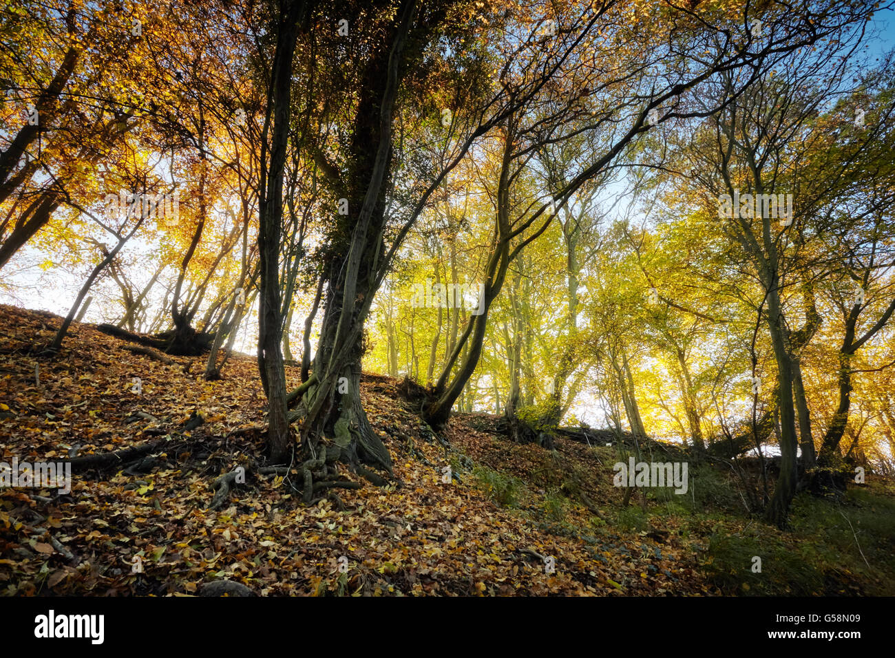 Trees in Autumn Stock Photo - Alamy