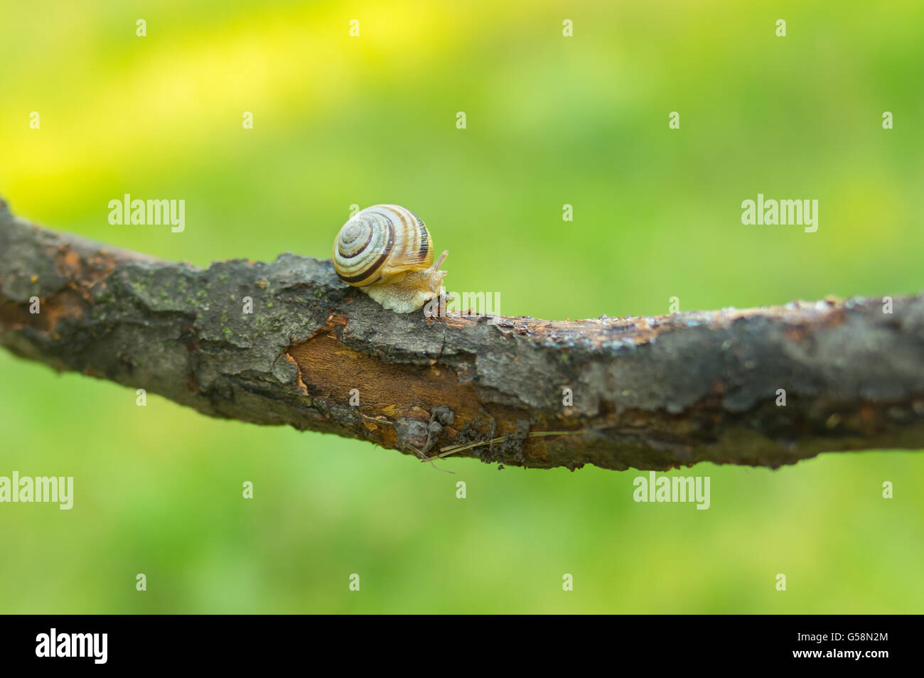 Wooden snail on an old tree branch at summer season Stock Photo - Alamy