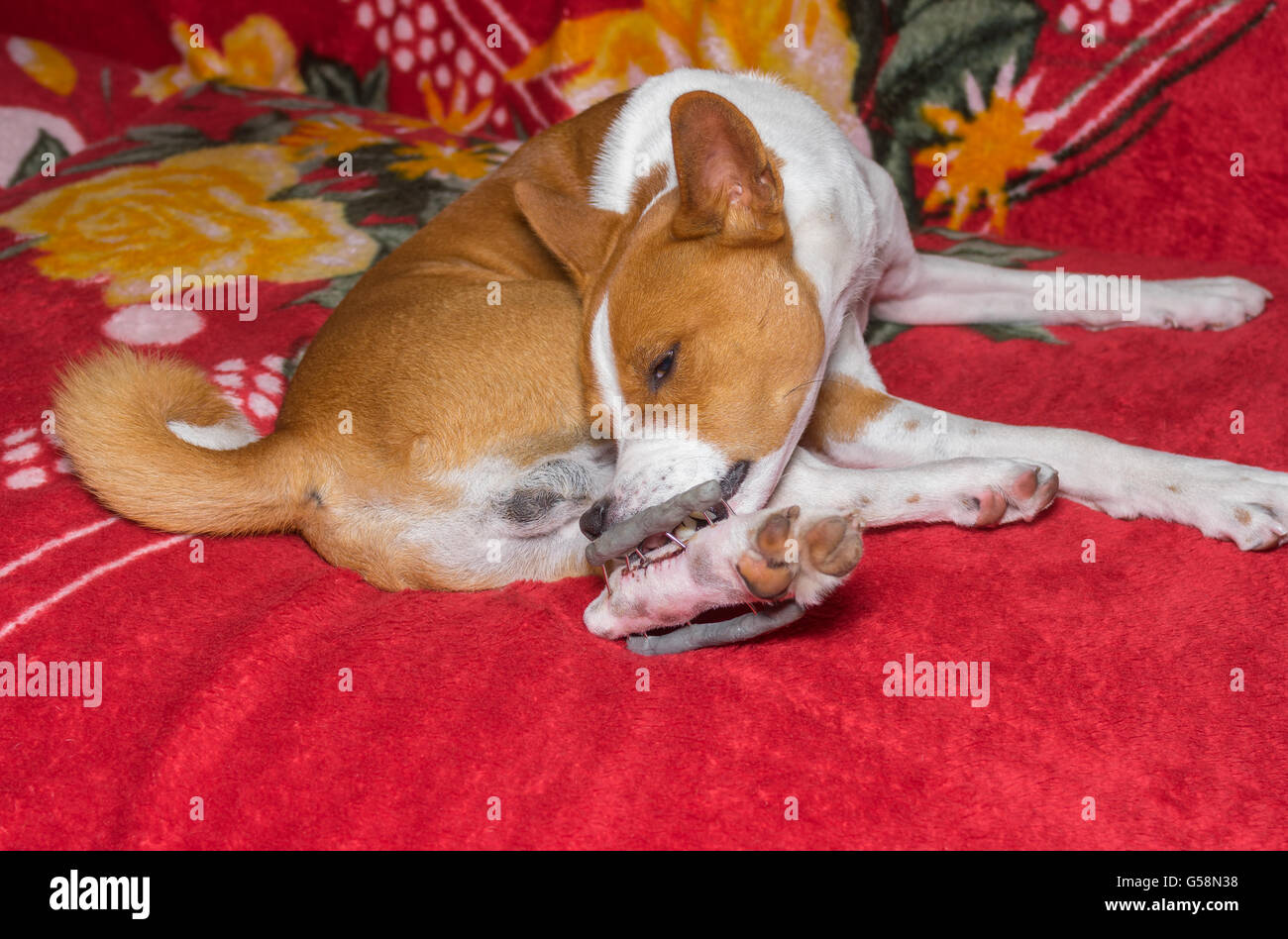 Basenji dog is trying to pull out metal strange thing in hind feet. Dog ...