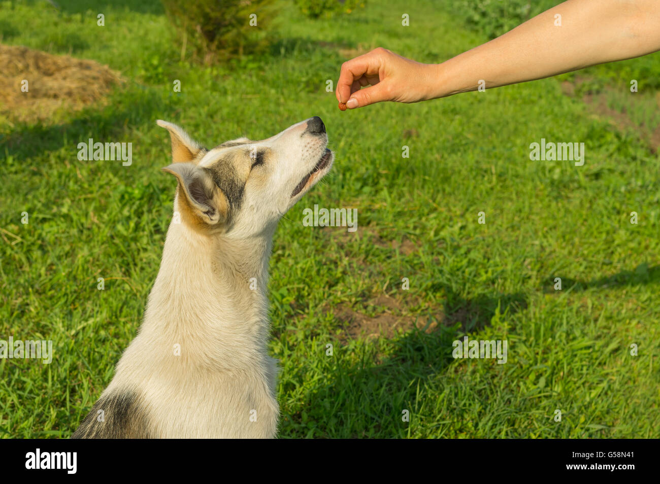 Master feeding young dog while training simple commands Stock Photo - Alamy