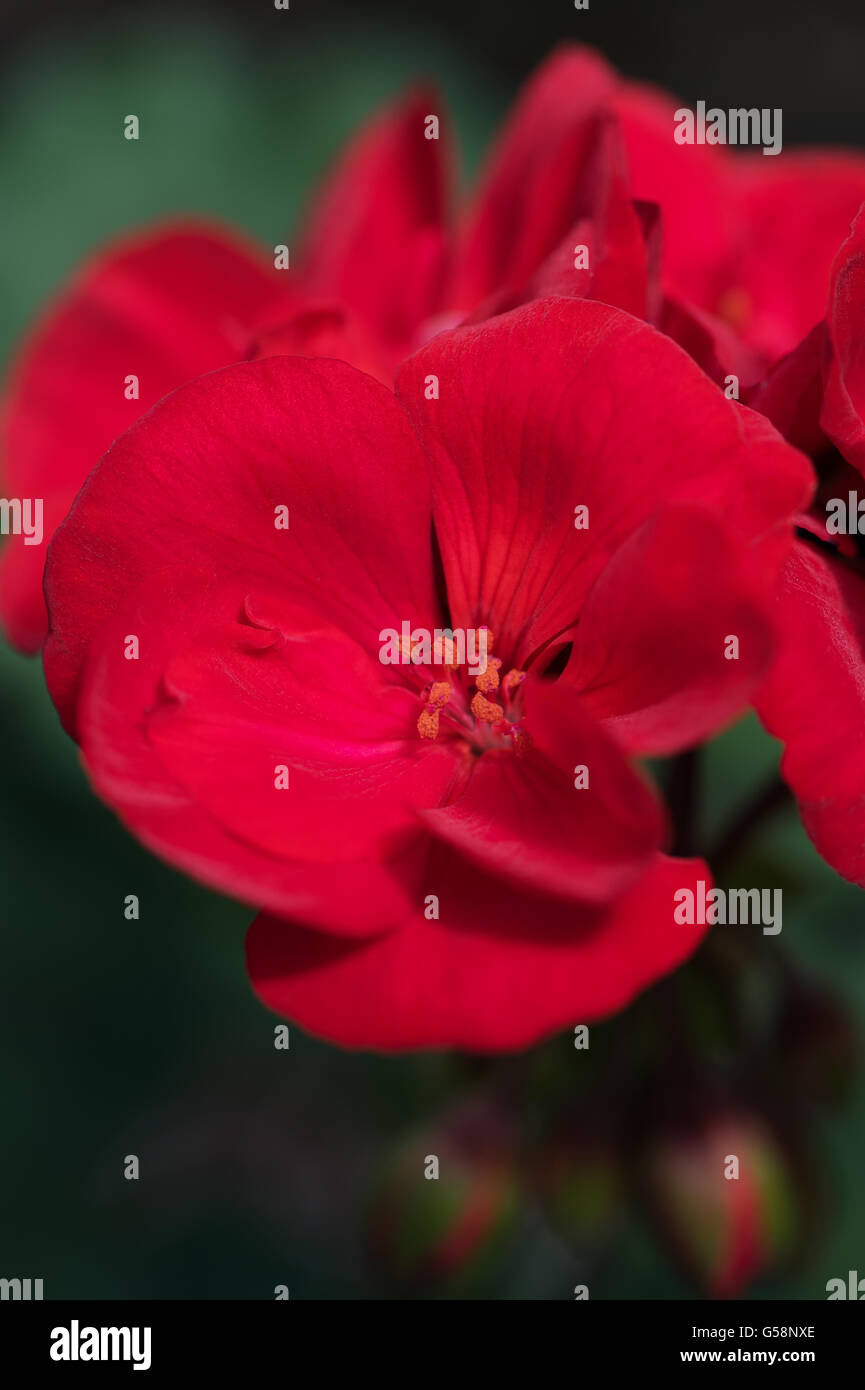 bright red double flowers of zonal Pelagonium 'Patriot', commonly ...