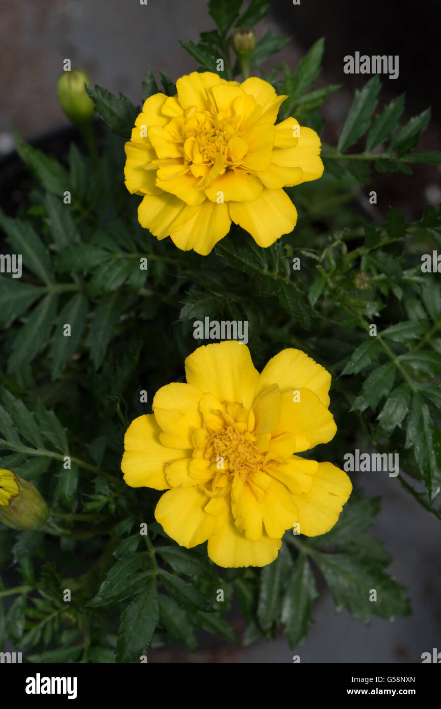 yellow French marigold, Tagetes patula Stock Photo - Alamy