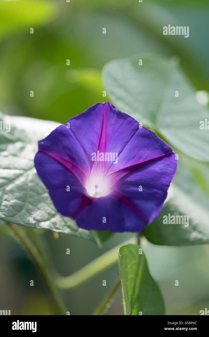 Ipomoea tricolor 'Heavenly Blue', commonly called 'morning glory' Stock ...