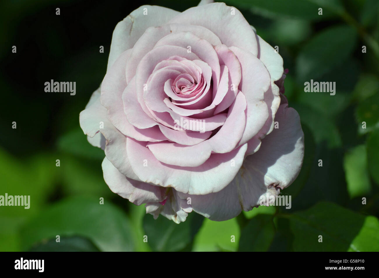 One pink and white rose hi-res stock photography and images - Alamy
