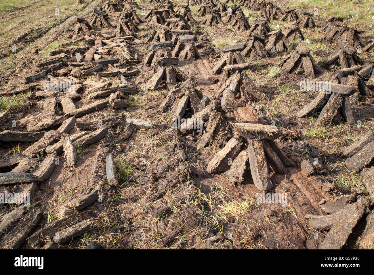 Harvested turf peat stacks in a field Stock Photo - Alamy