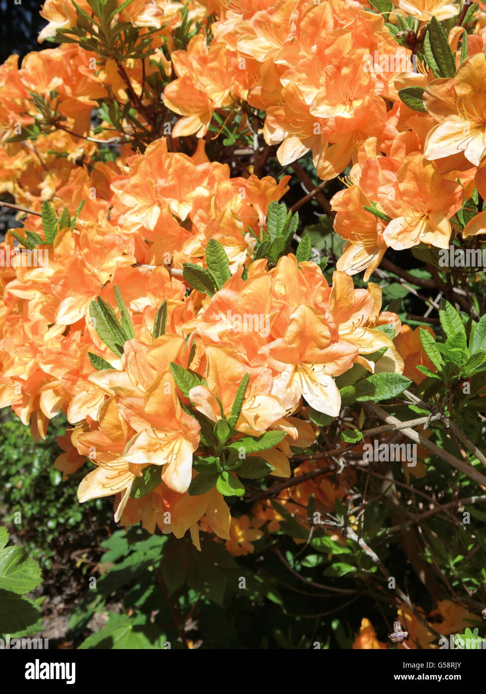 Deciduous Azalea Golden Lights in Flower Stock Photo - Alamy