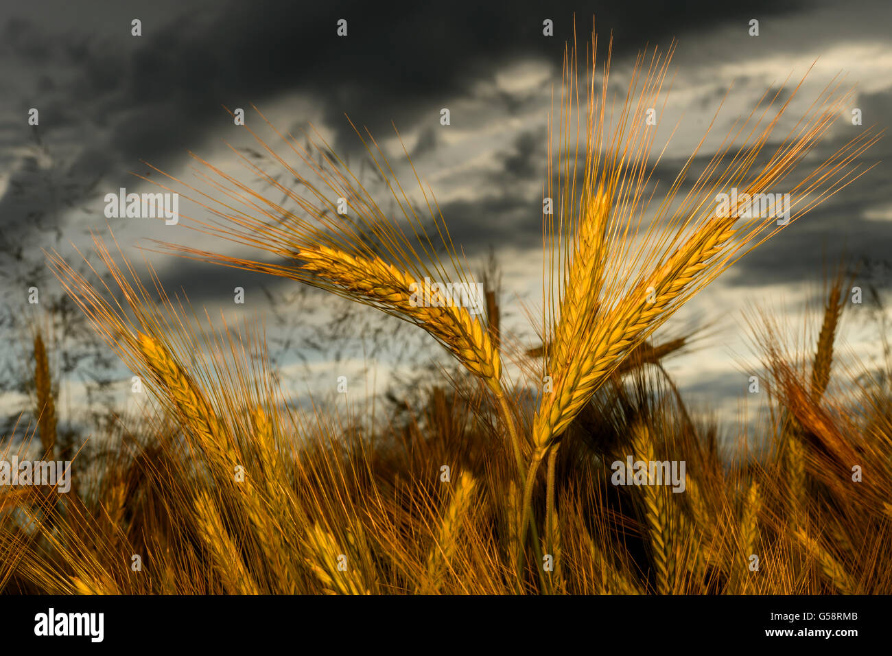 Barley plant in white background hi-res stock photography and images ...