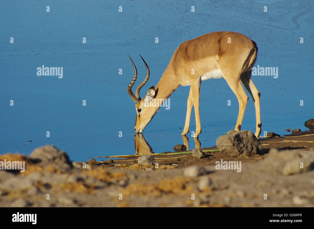 Gazelle drinking in Etosha park, Namibia Stock Photo - Alamy