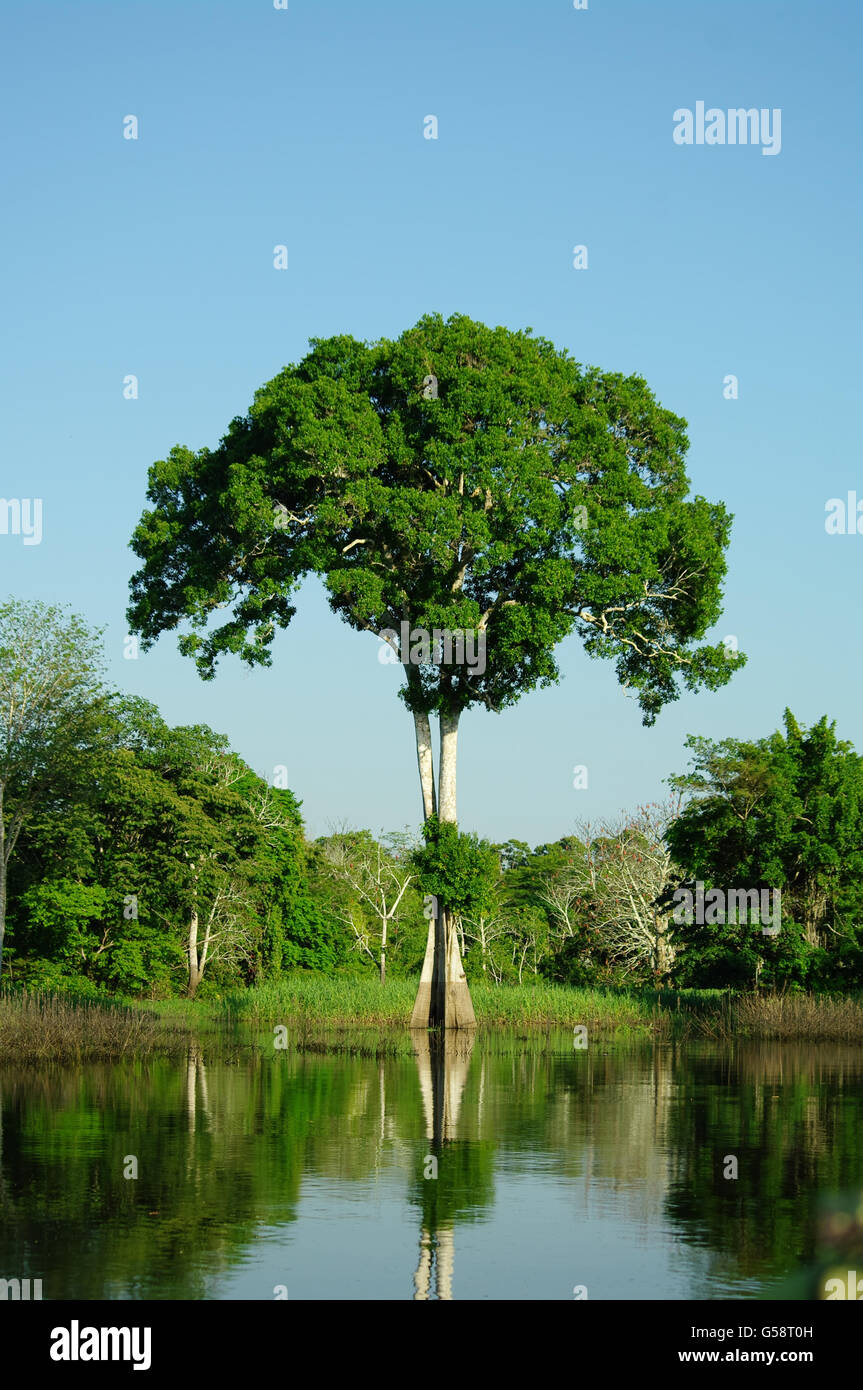 Brazil trees hi-res stock photography and images - Alamy