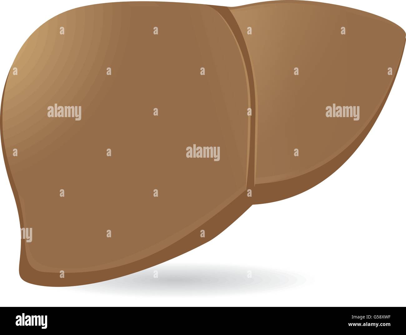 Human body functions Stock Vector Images - Alamy