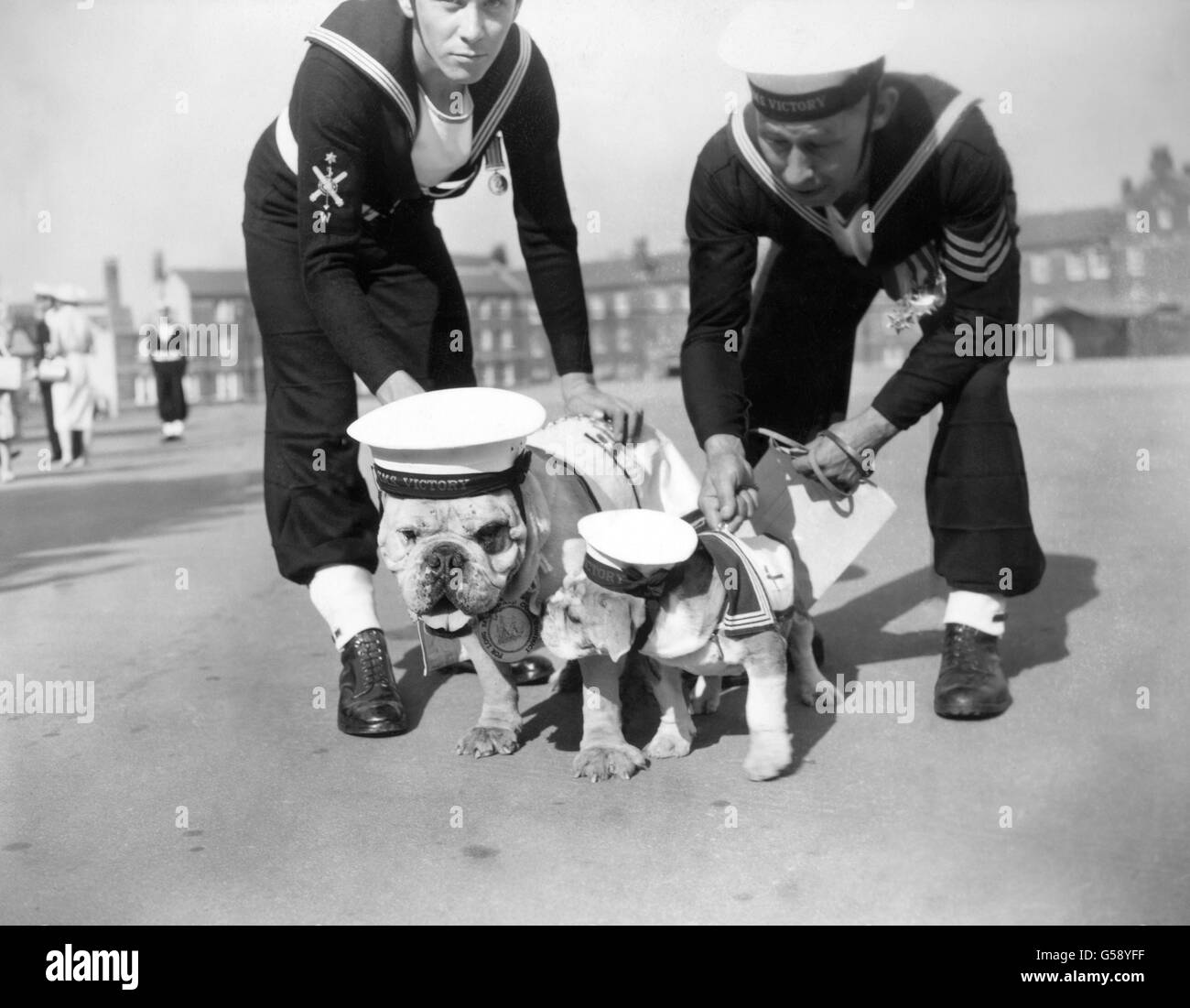 NAVAL BULLDOGS: Buster Game 'Un, the 12 week old Bulldog, turns to ...