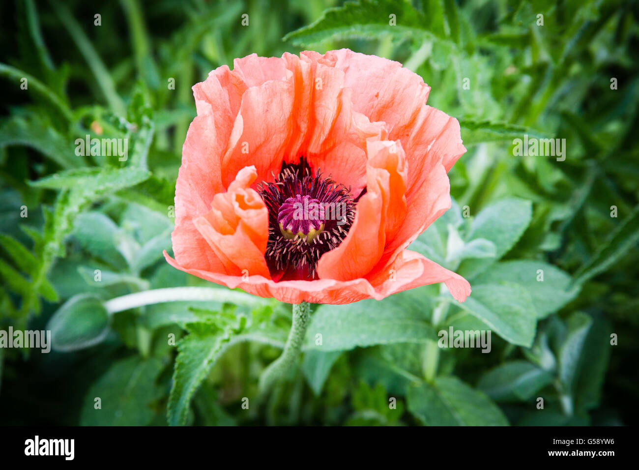 One red poppy Stock Photo - Alamy