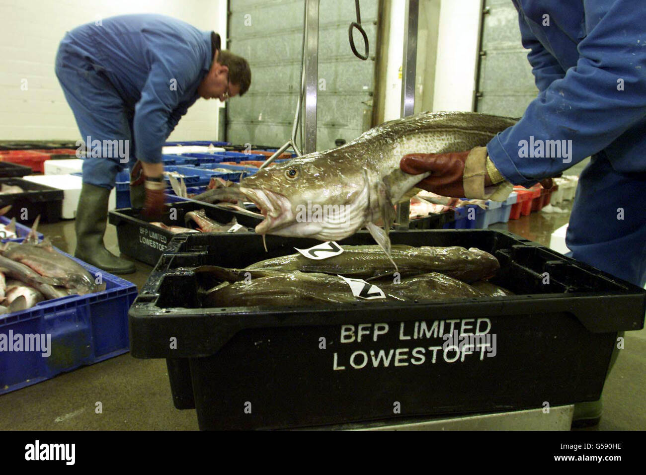 Fish-sellers James (left) and Roger Browne with the cod which was ...