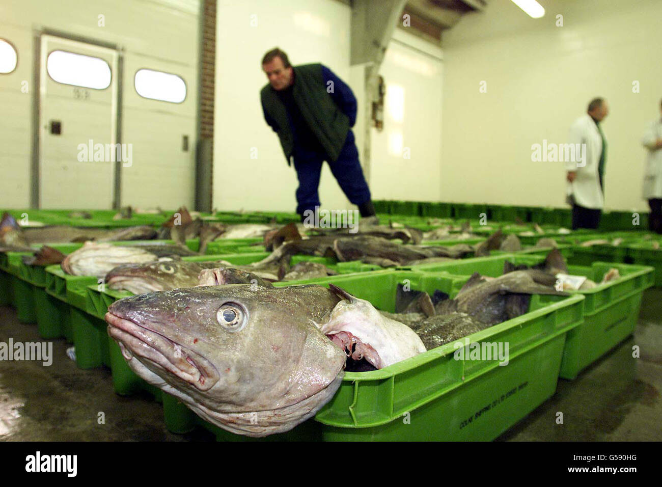 Auction in fish market north hi-res stock photography and images - Alamy